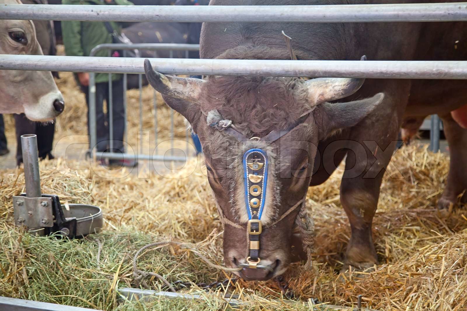 swiss cow farm | Stock image | Colourbox