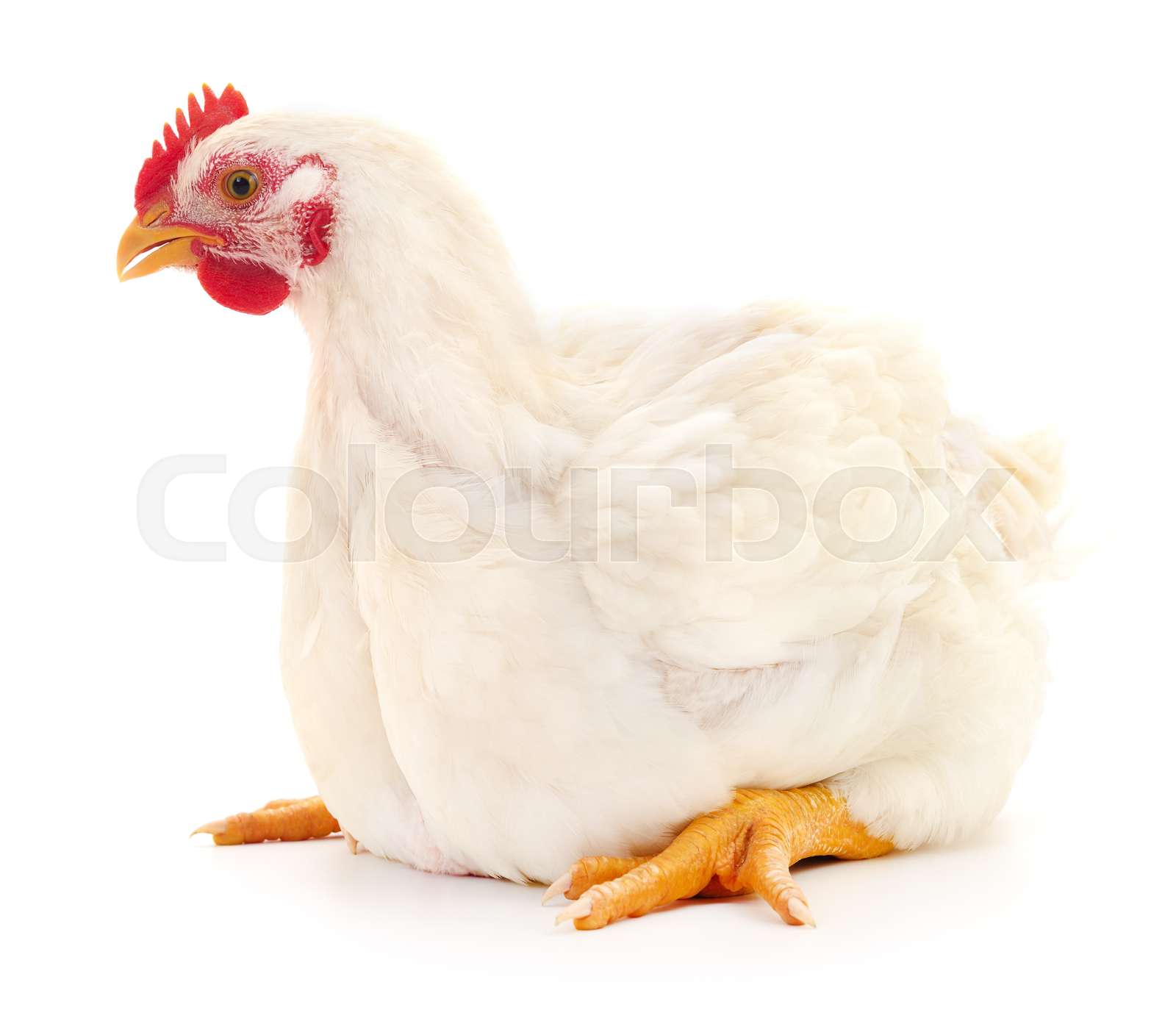 White hen isolated. | Stock image | Colourbox