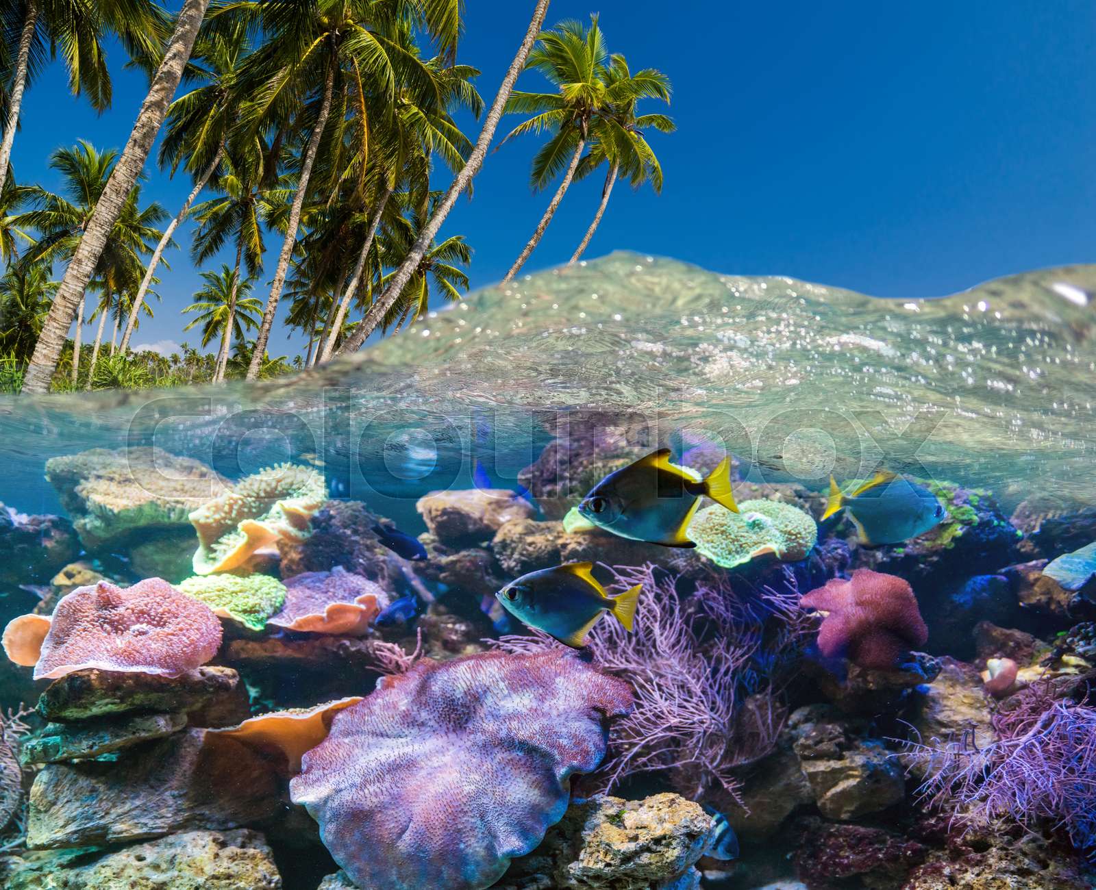 Underwater Scene With Reef And Tropical Fish | Stock image | Colourbox