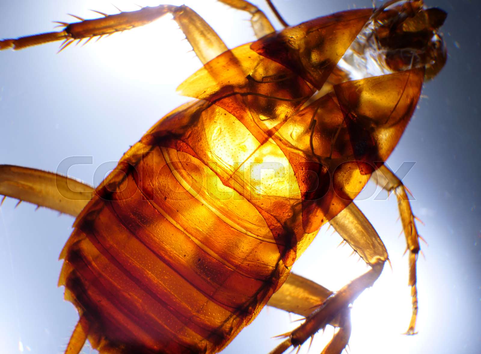 Close up of cockroach | Stock image | Colourbox