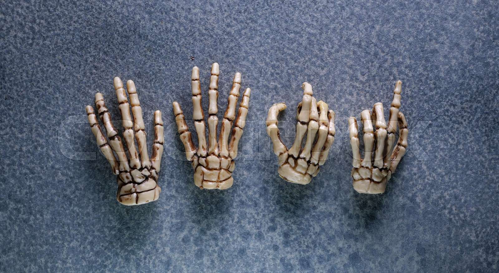 close Up Human Skeleton | Stock image | Colourbox