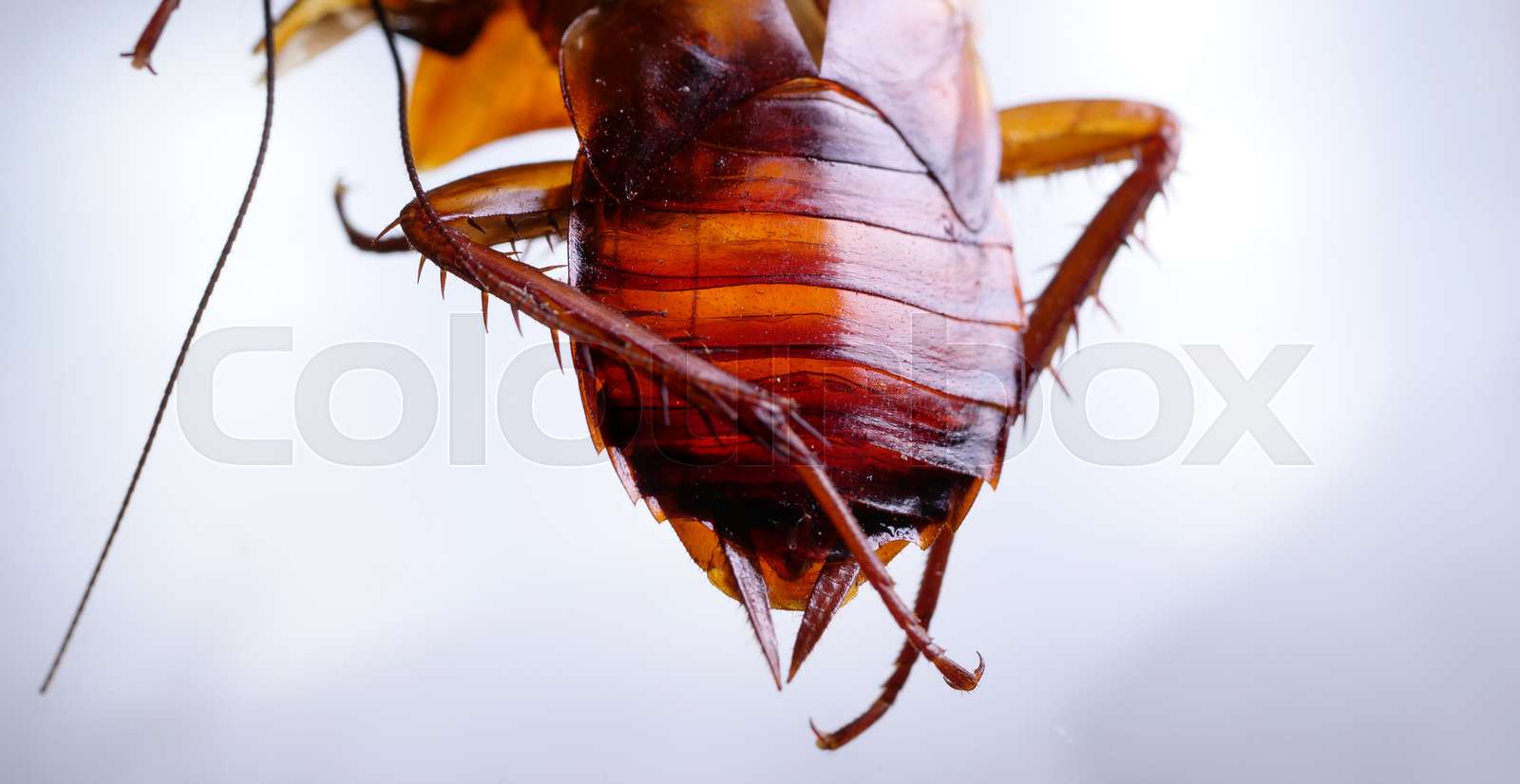 Cockroach Close up | Stock image | Colourbox