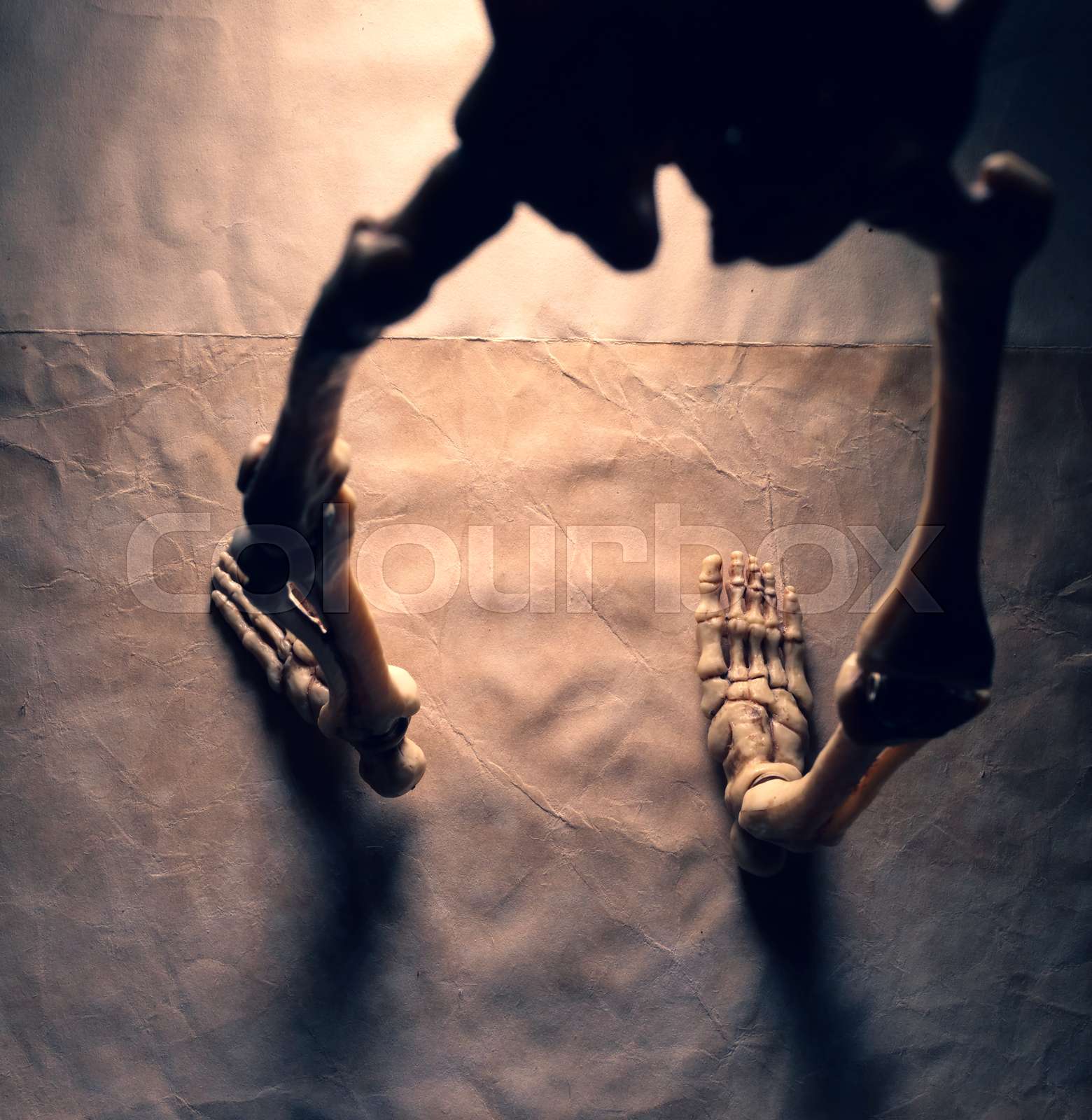 close Up Human Skeleton | Stock image | Colourbox