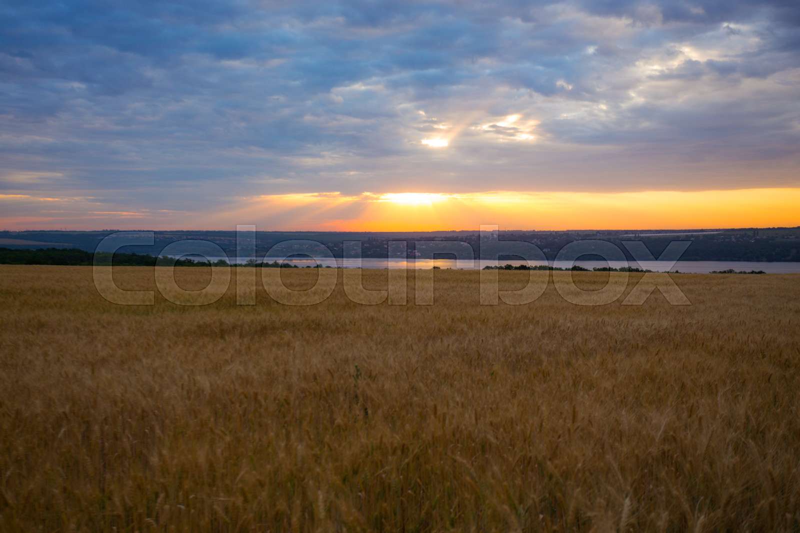 sunrise over the wheat field | Stock image | Colourbox