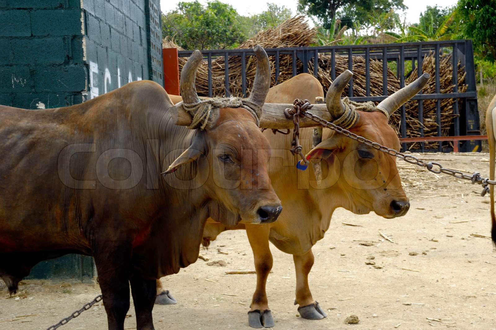 Oxes working | Stock image | Colourbox