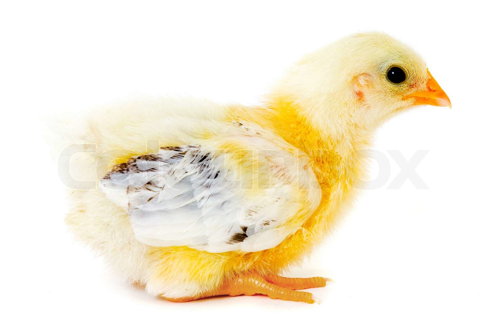 Huhn-baby | Stock Bild | Colourbox