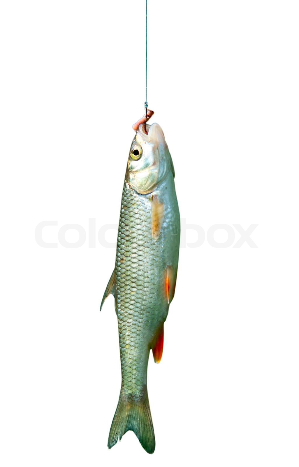 fish on a hook isolated | Stock image | Colourbox