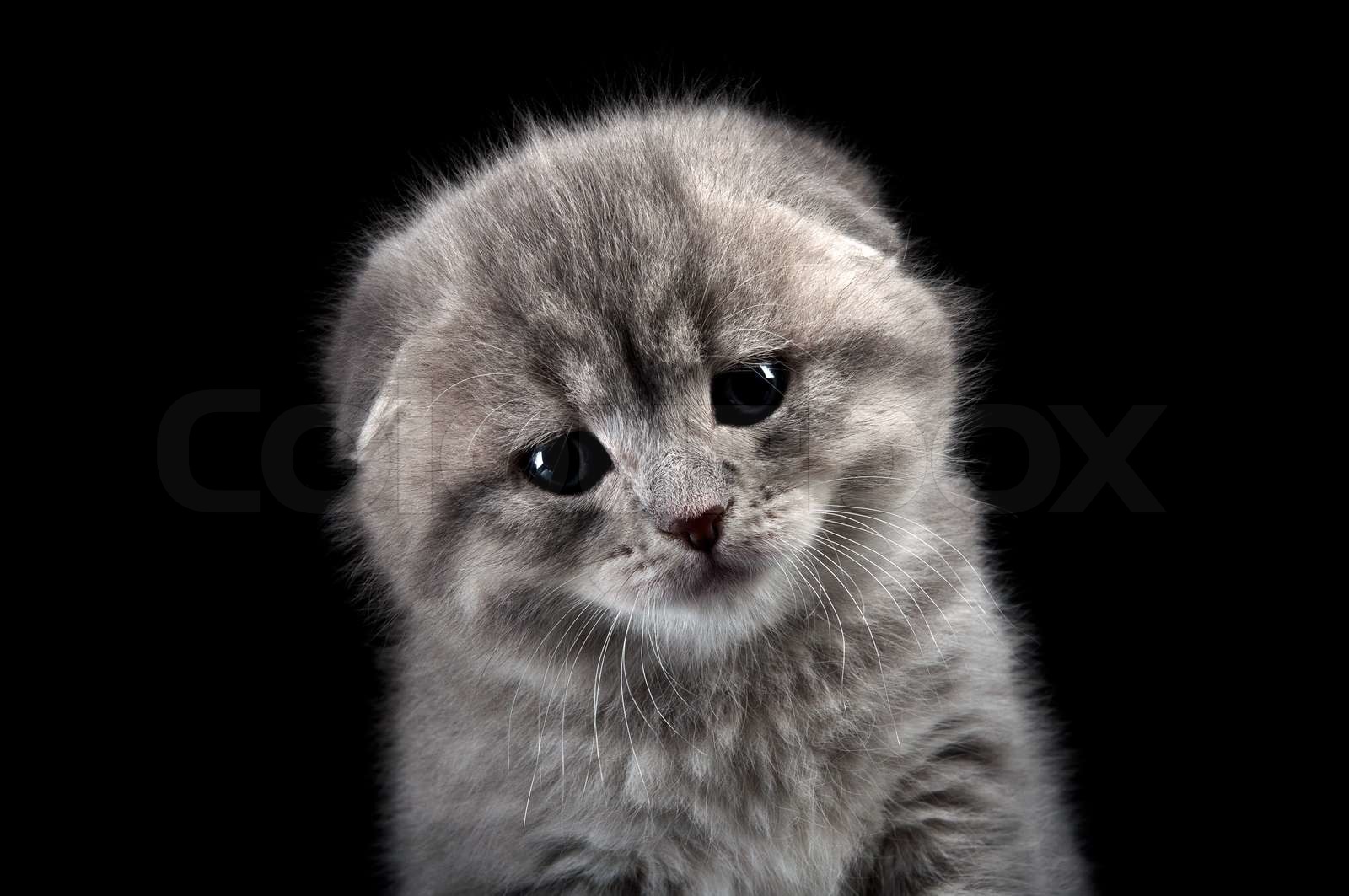 sad lonely kitten | Stock image | Colourbox