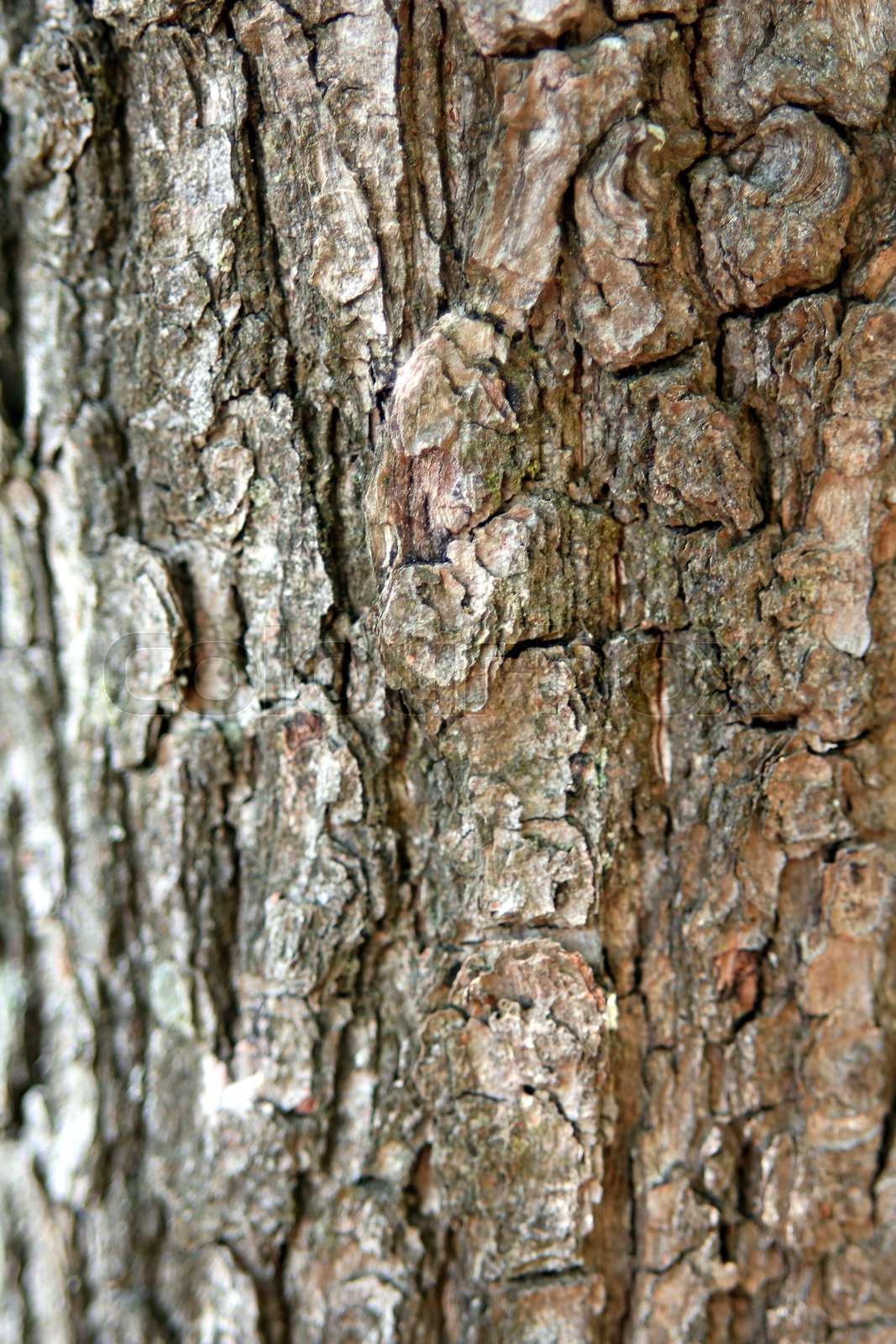 Baumrinde | Stock Bild | Colourbox