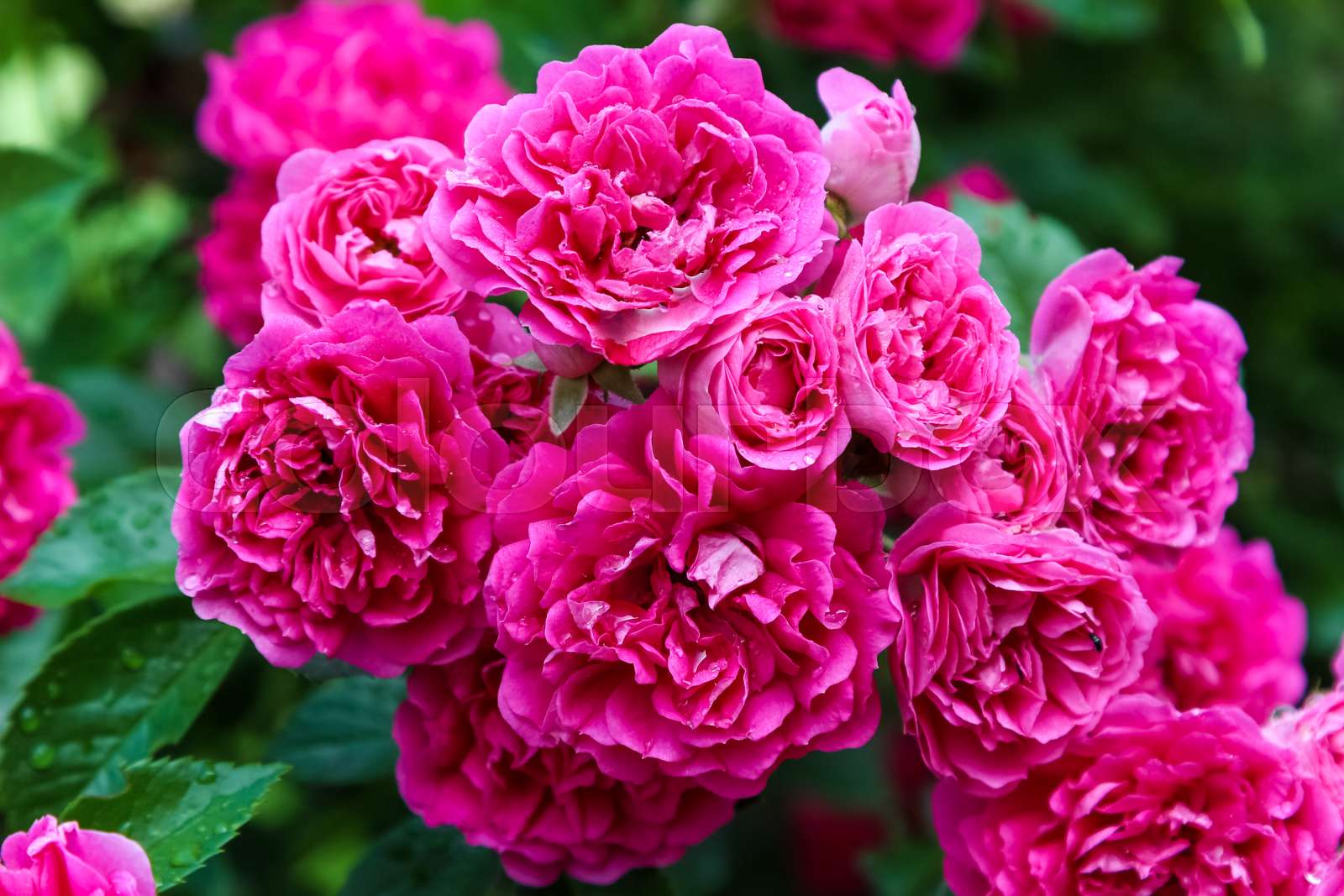 shrub climbing rose the excelsa | Stock image | Colourbox