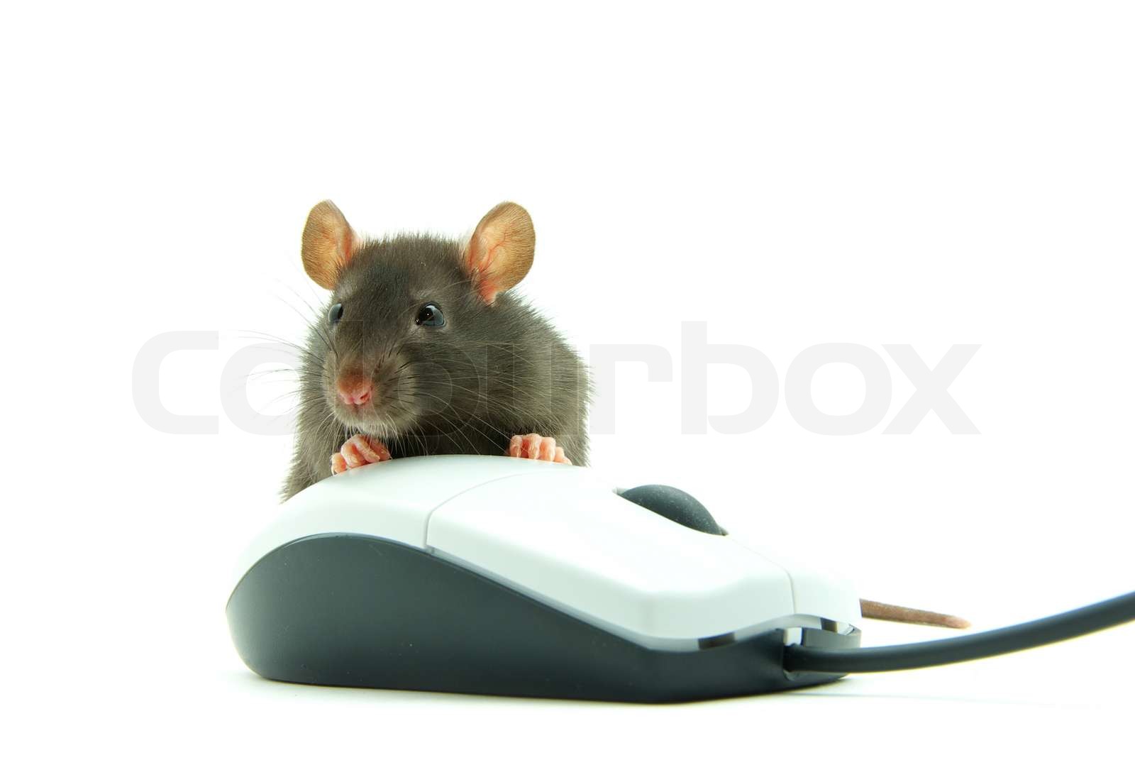 rat on computer mouse | Stock image | Colourbox