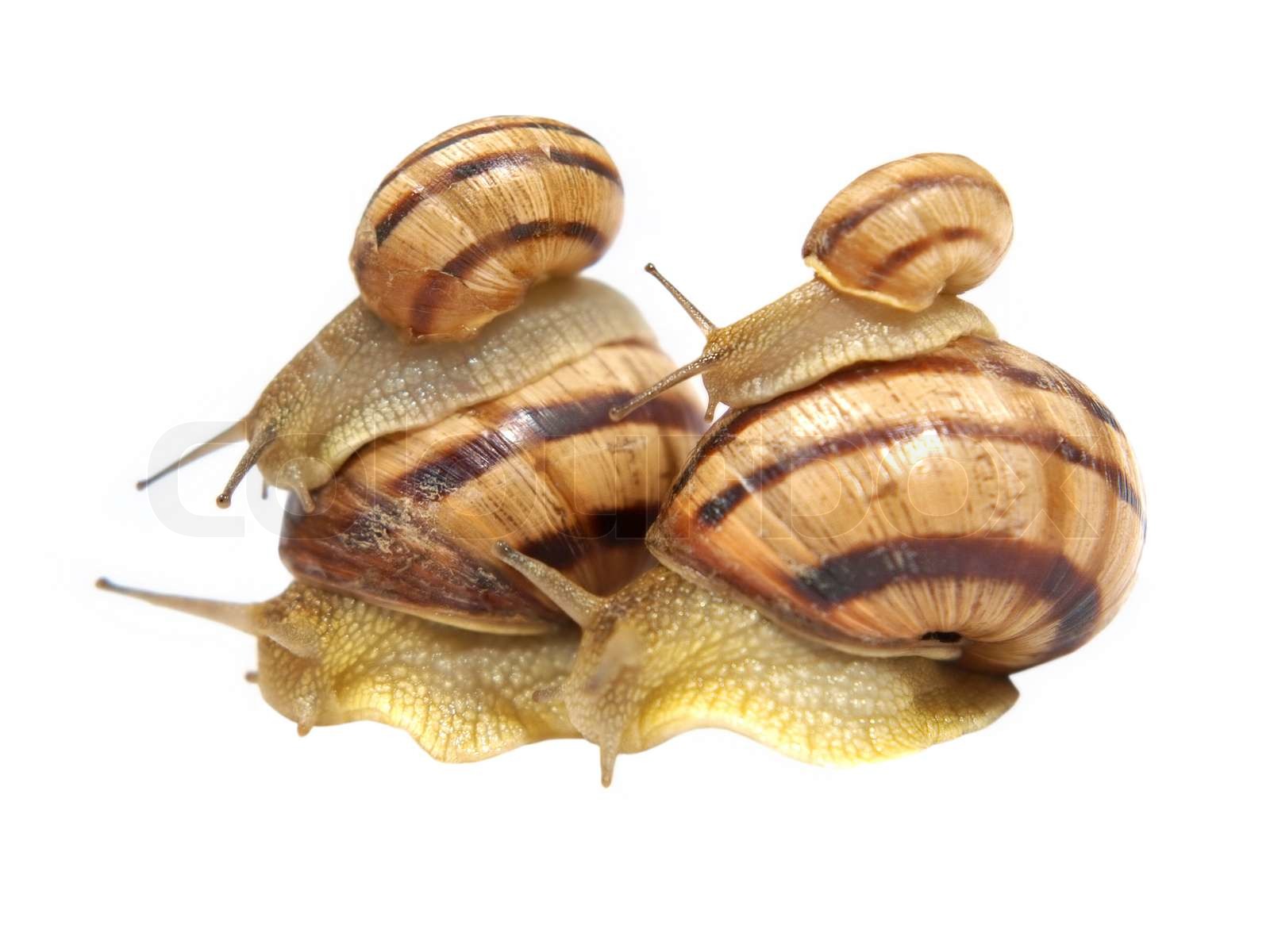 Four snails | Stock image | Colourbox