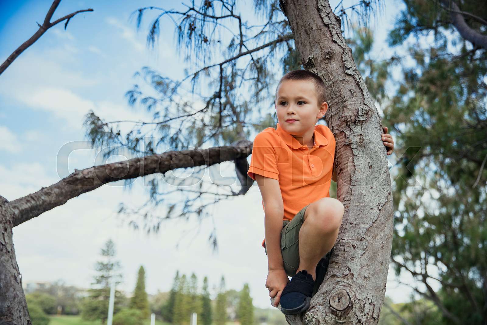 Young Boy Climbing a Tree | Stock image | Colourbox