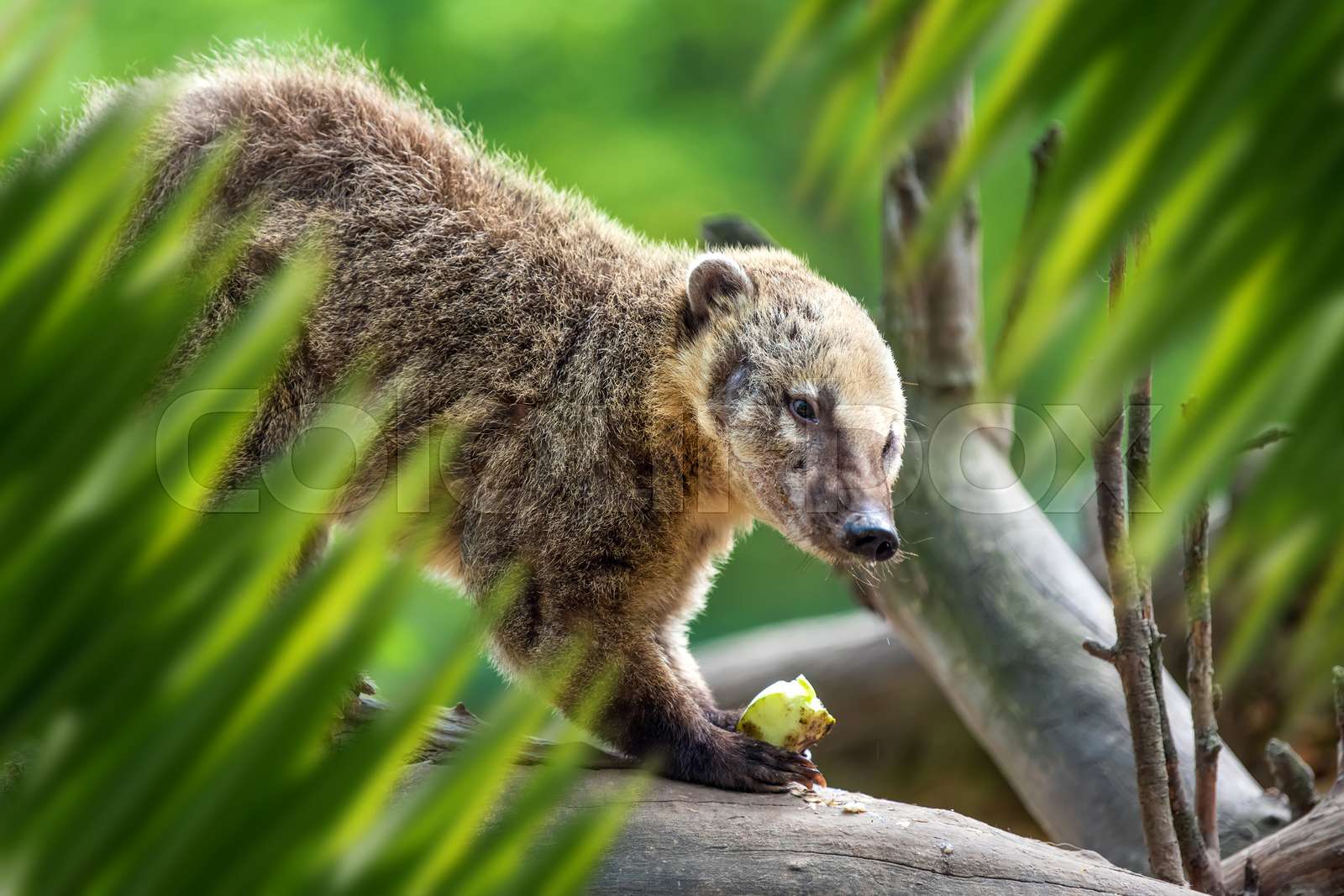 Nasua portrait in jungle | Stock image | Colourbox