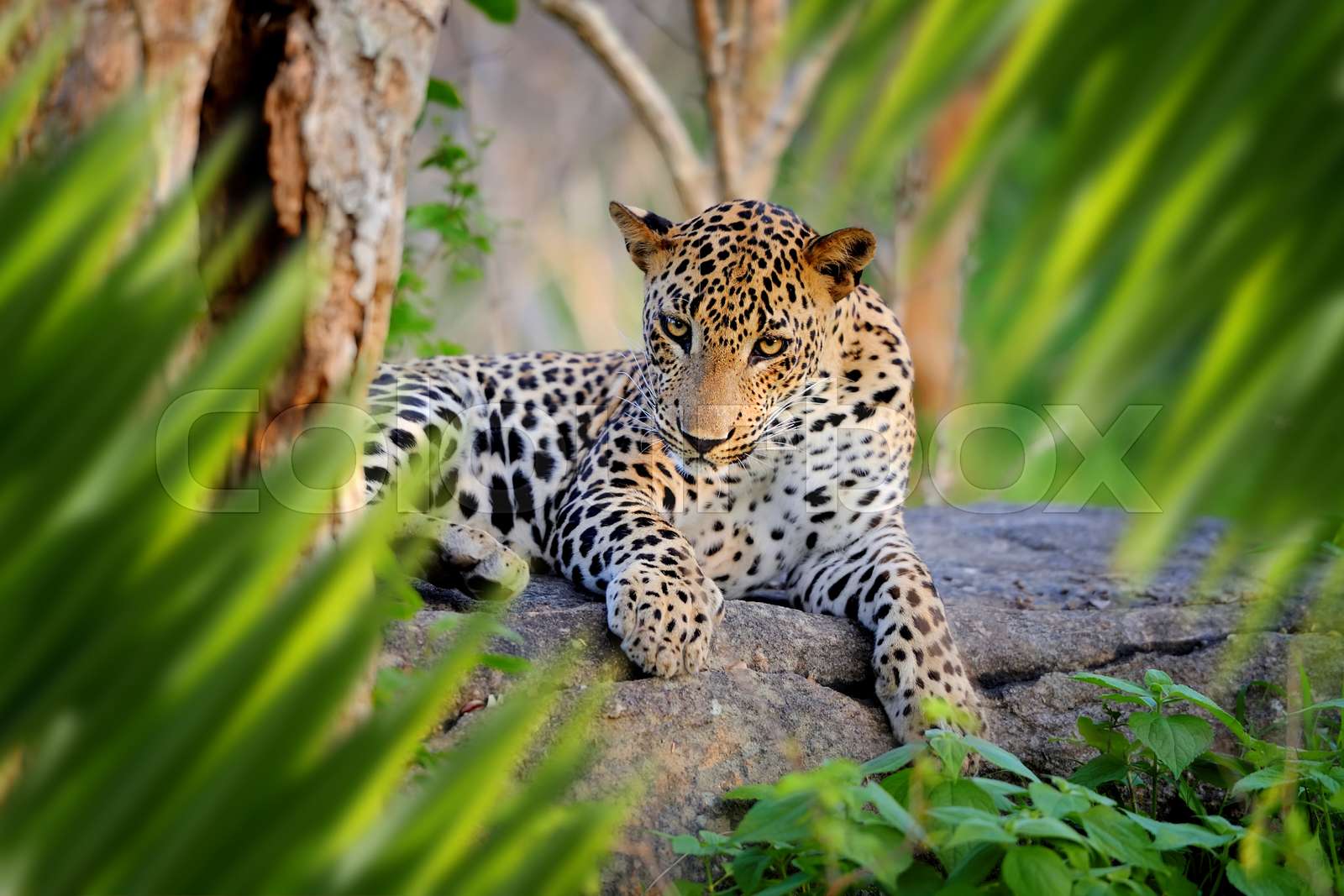 Leopard portrait in jungle | Stock image | Colourbox
