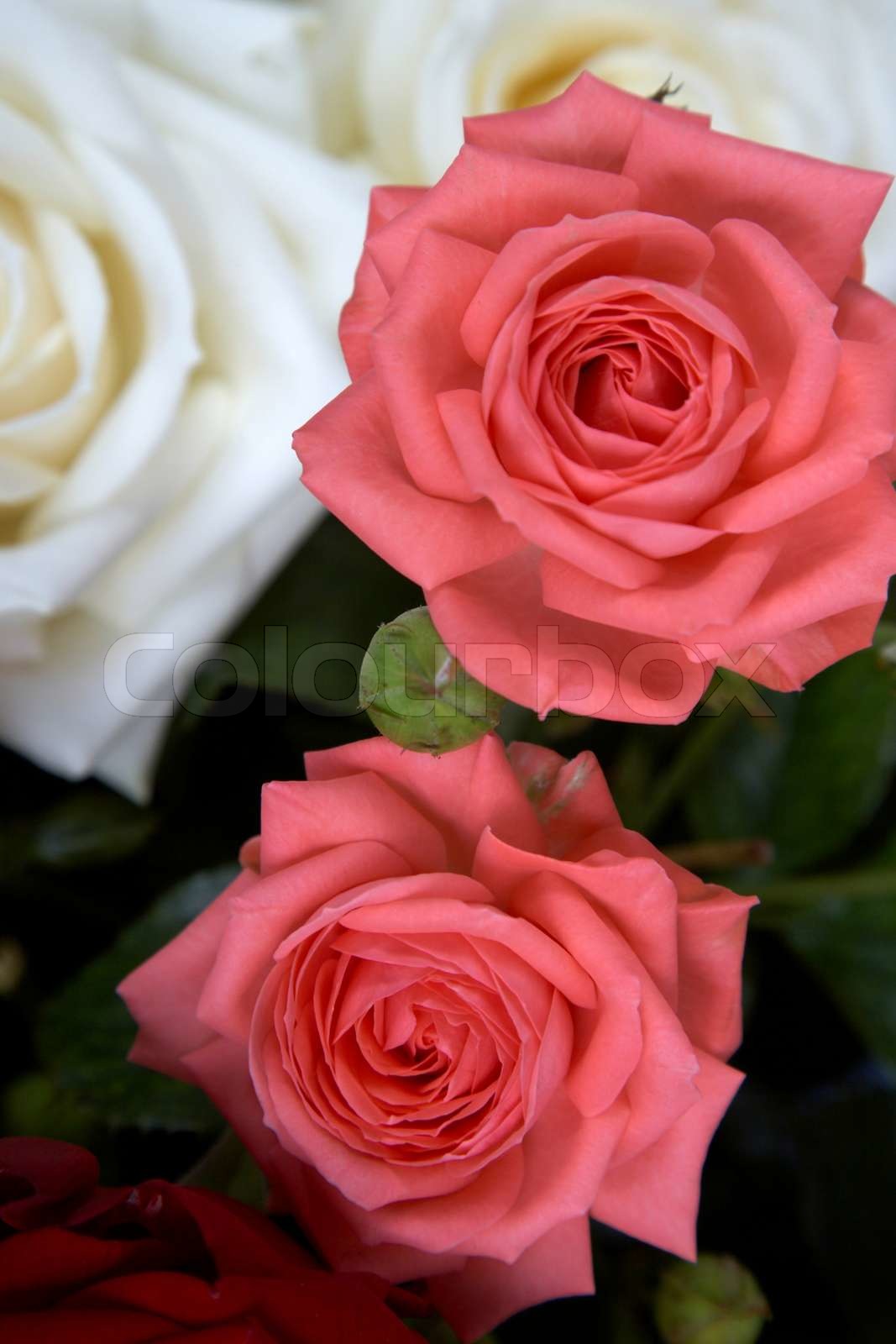 Pink and white roses | Stock image | Colourbox
