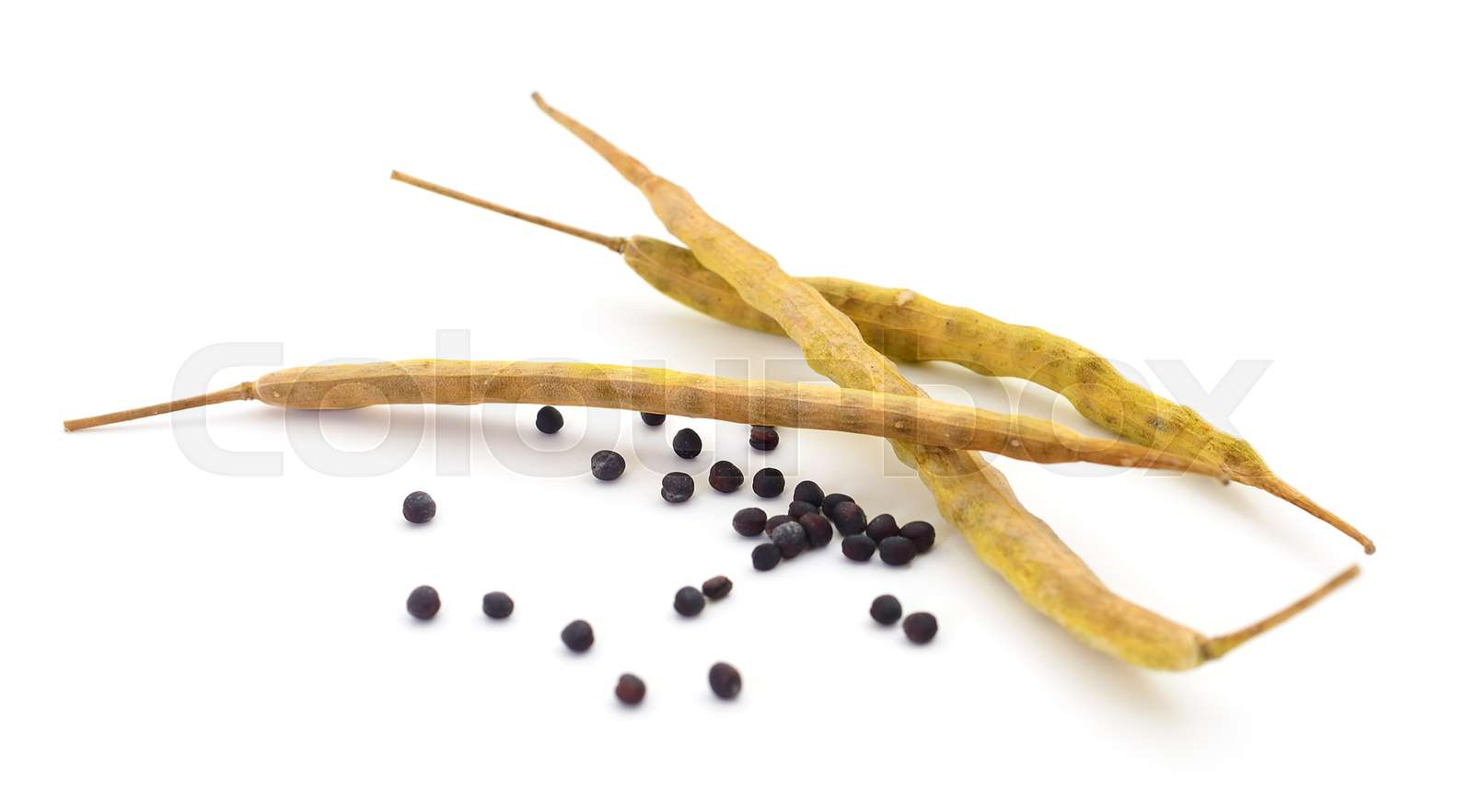 Rape seeds and pods. | Stock image | Colourbox
