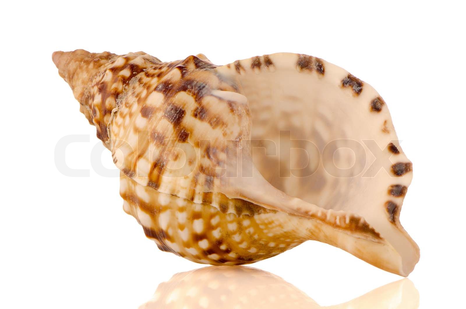 Sea shell | Stock image | Colourbox