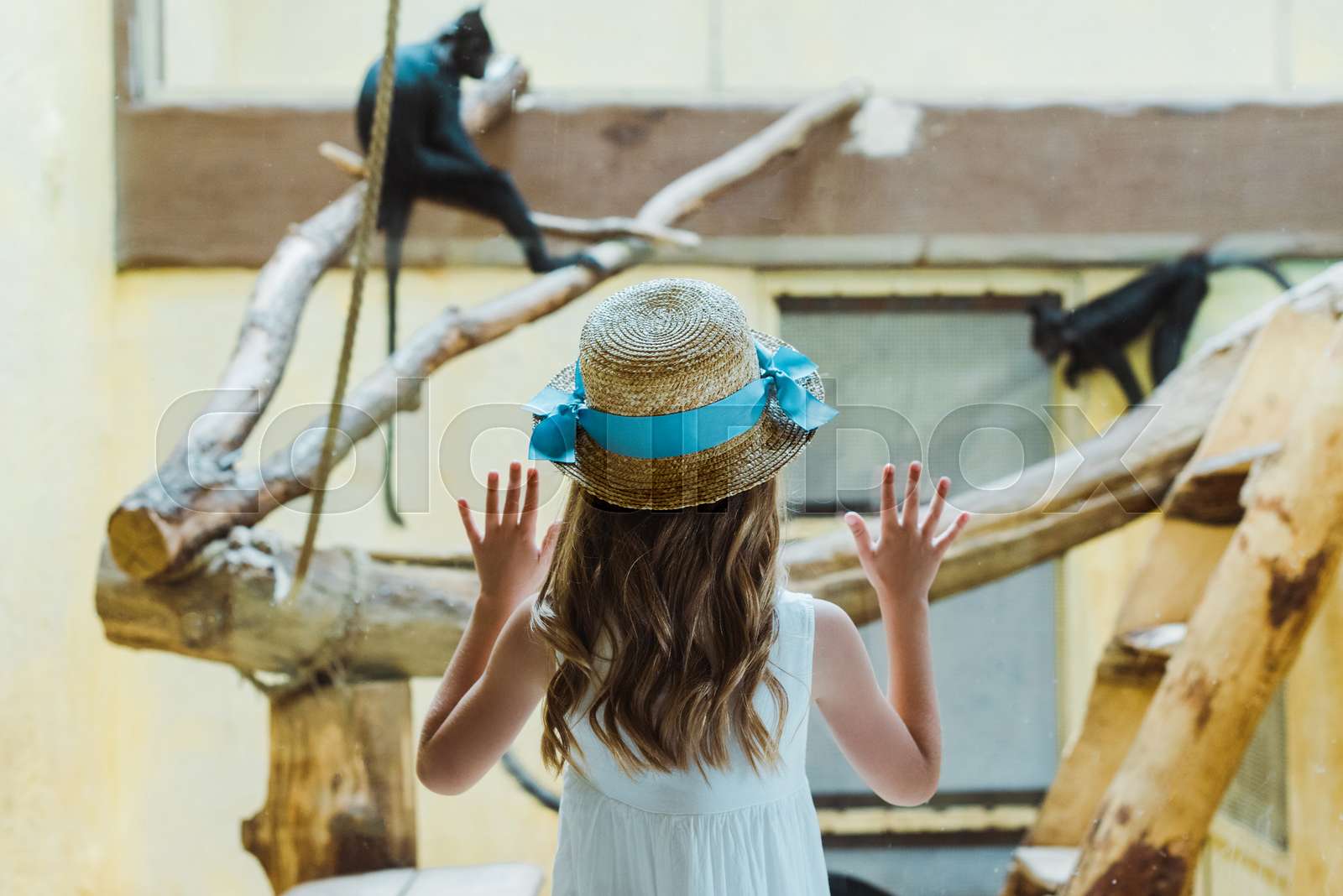 back view of kid in straw hat putting hands on window near monkeys in ...