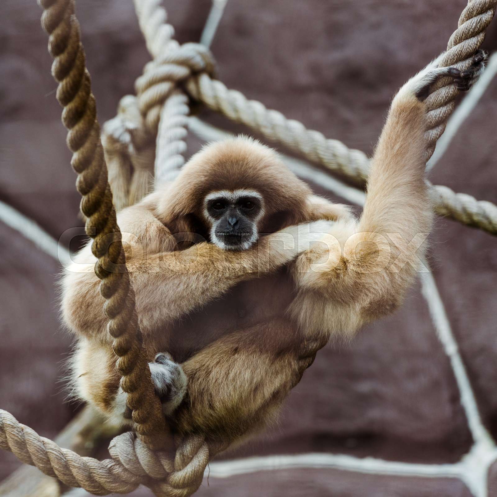 selective focus of monkey in ropes with knots in zoo | Stock image ...