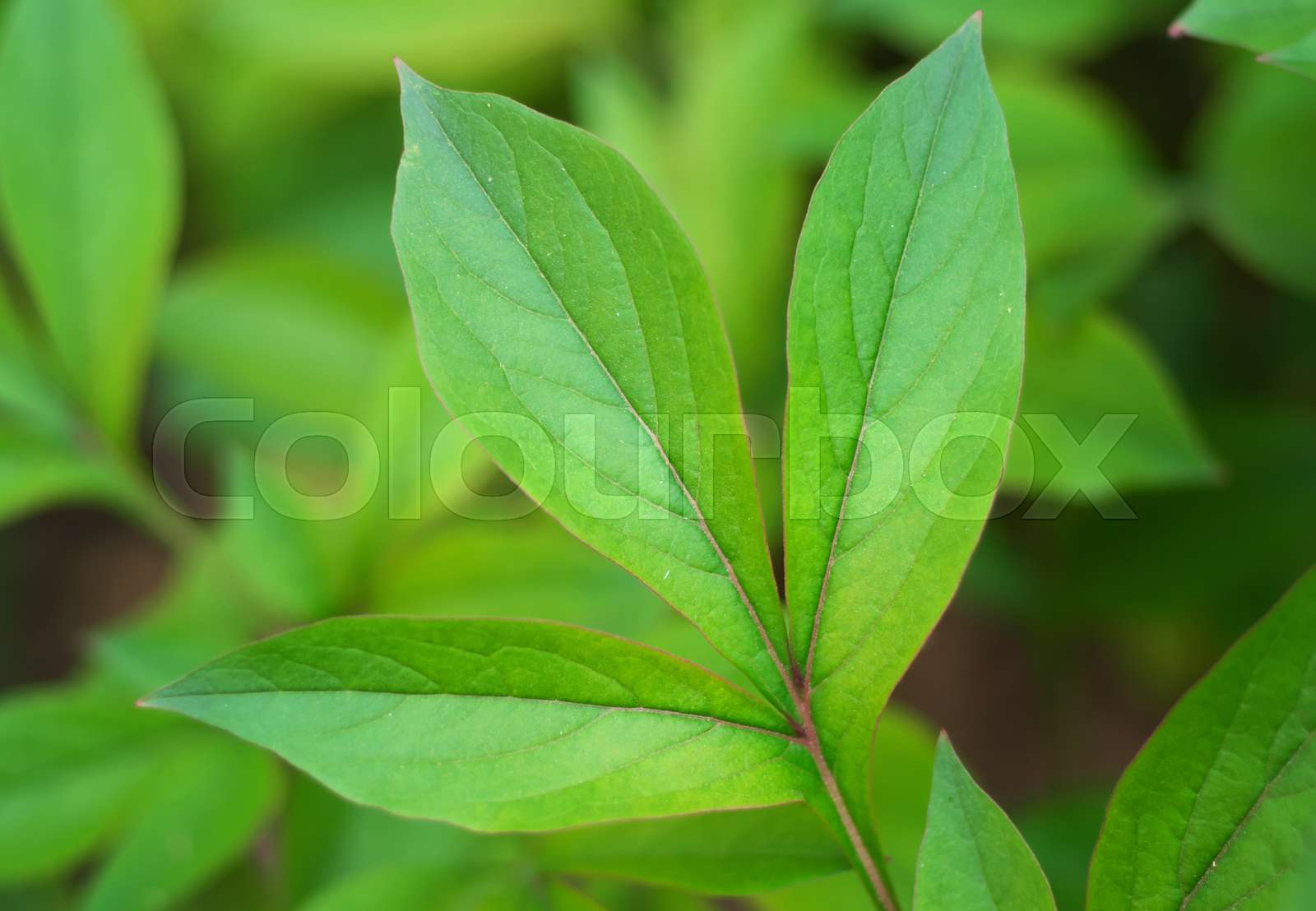 Spring leaf. | Stock image | Colourbox