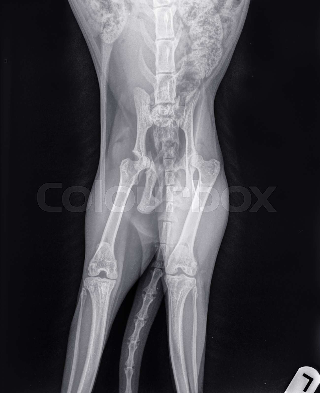 X-ray of a cat with a pelvic fracture of the pelvis on the right ...
