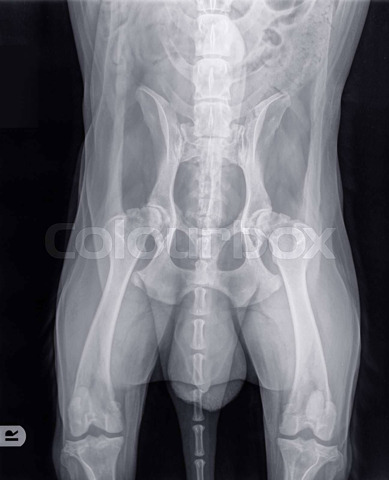 X-ray of an older dog with severe hip dysplasia and osteoarthritis ...