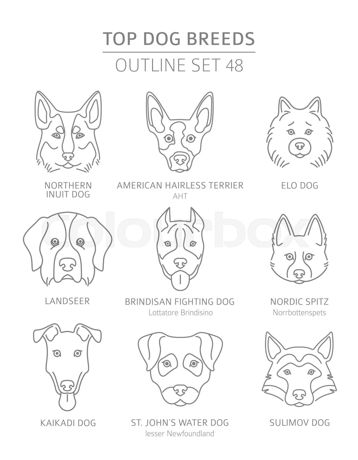 Top dog breeds. Hunting, shepherd and companion dogs set. Pet outline ...