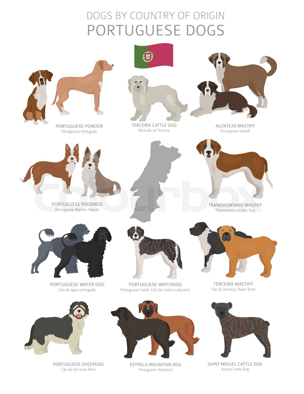 Dogs by country of origin. Portugal dog breeds. Shepherds, hunting ...