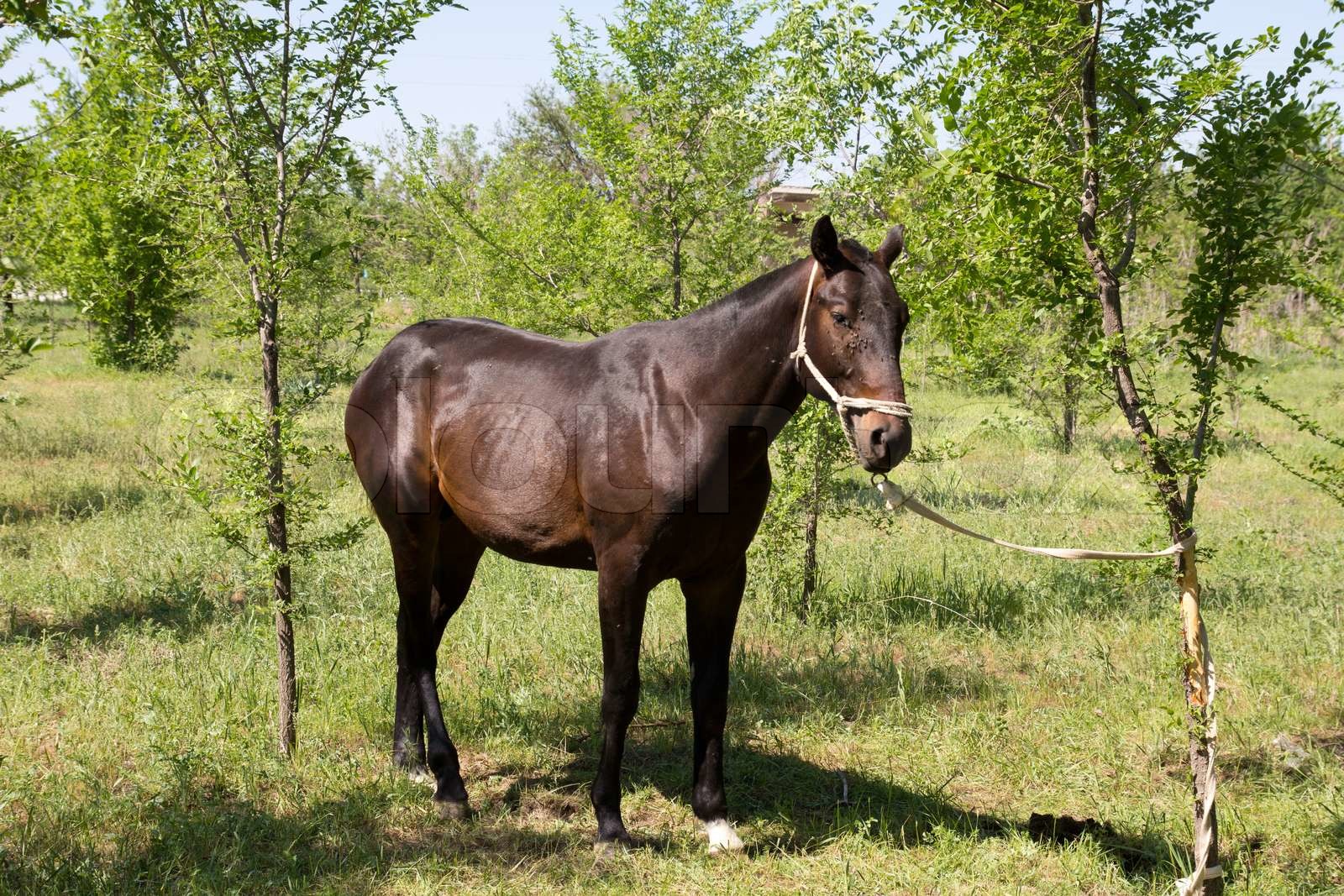 Horse Tied To A Tree Stock Image Colourbox Horse Tied To A Tree Stock Image Colourbox