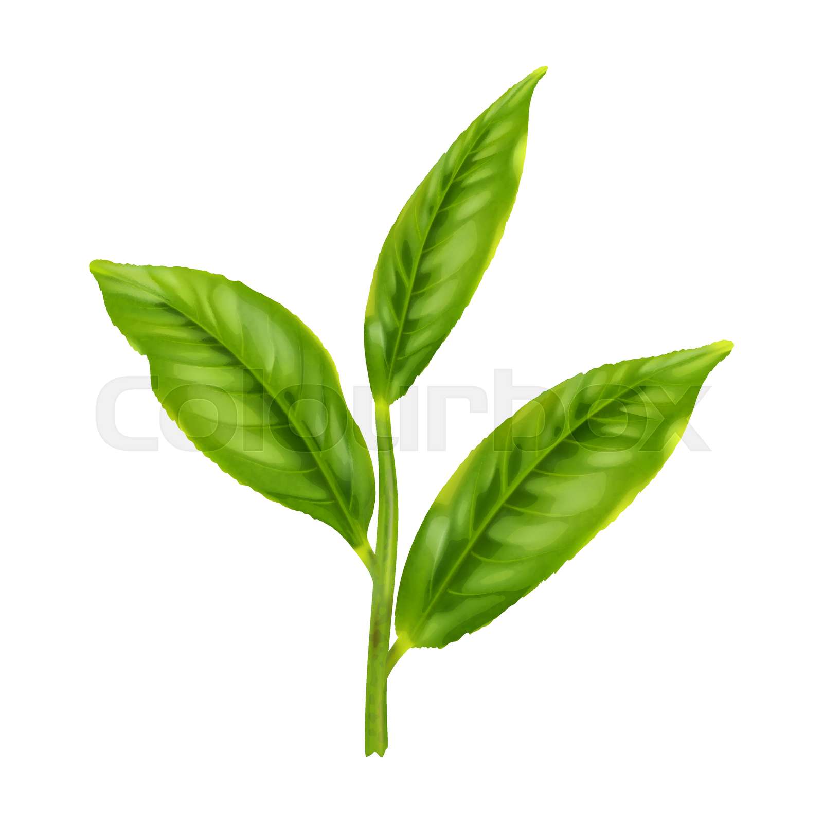 Green tea leaf | Stock vector | Colourbox