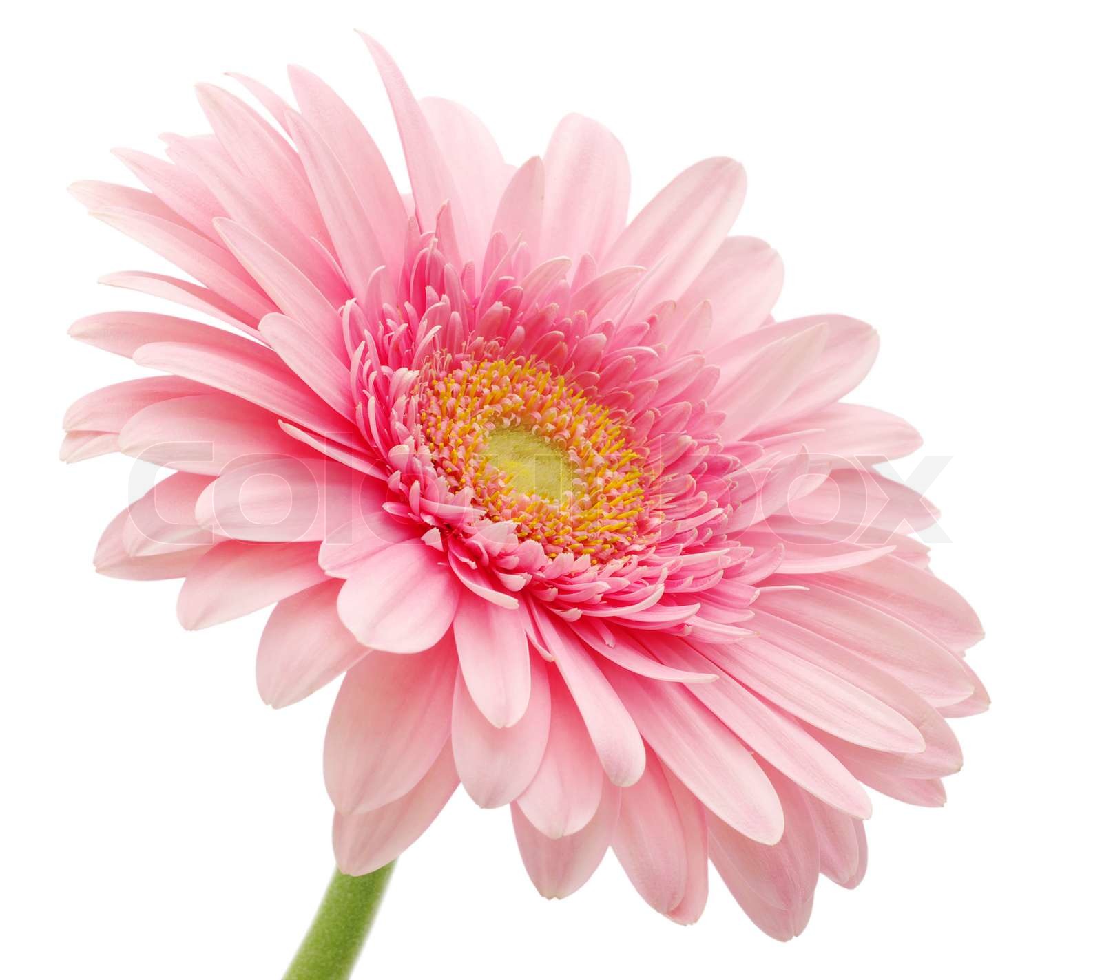 Pink gerbera | Stock image | Colourbox