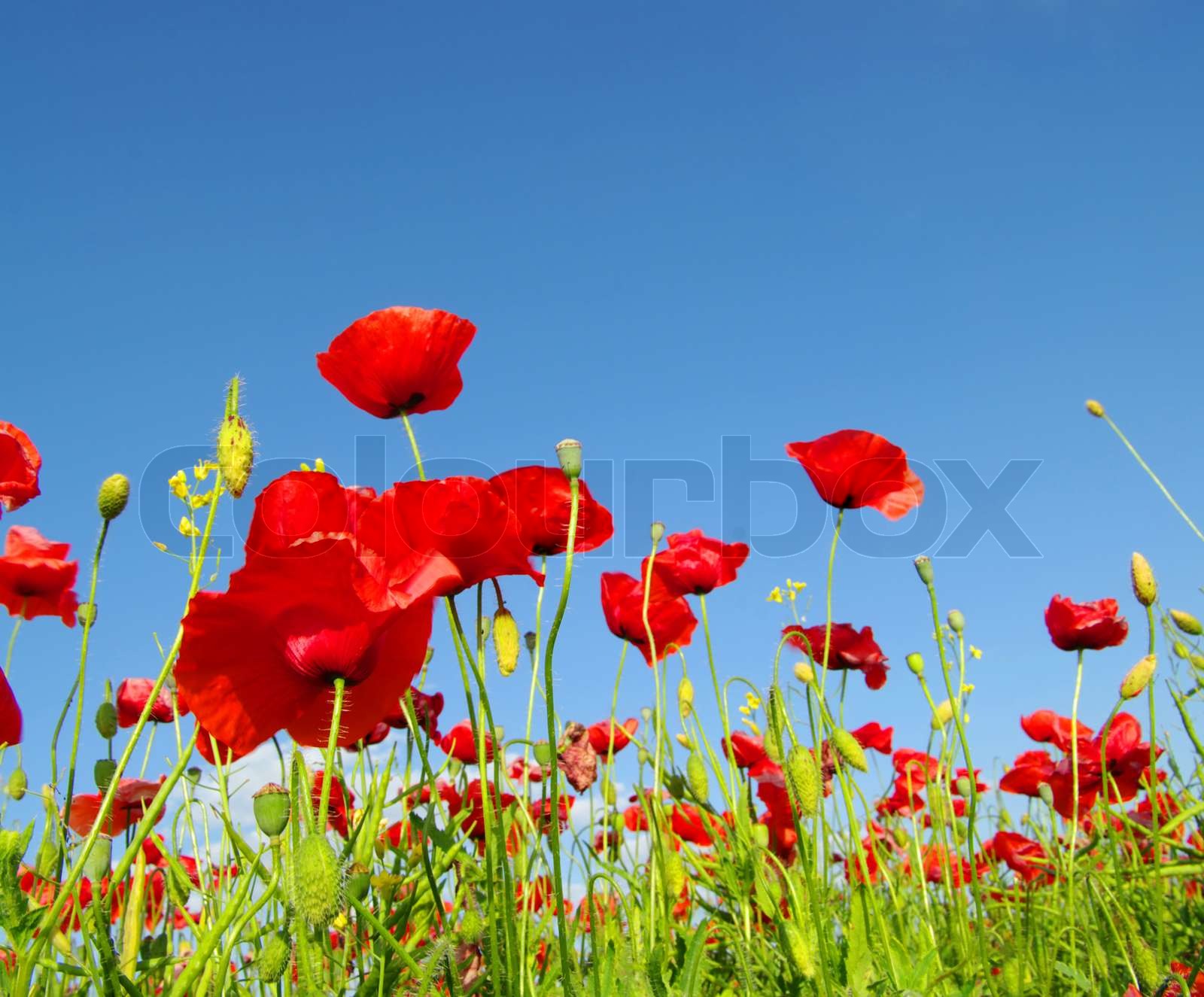 leuchtend rot | Stock Bild | Colourbox