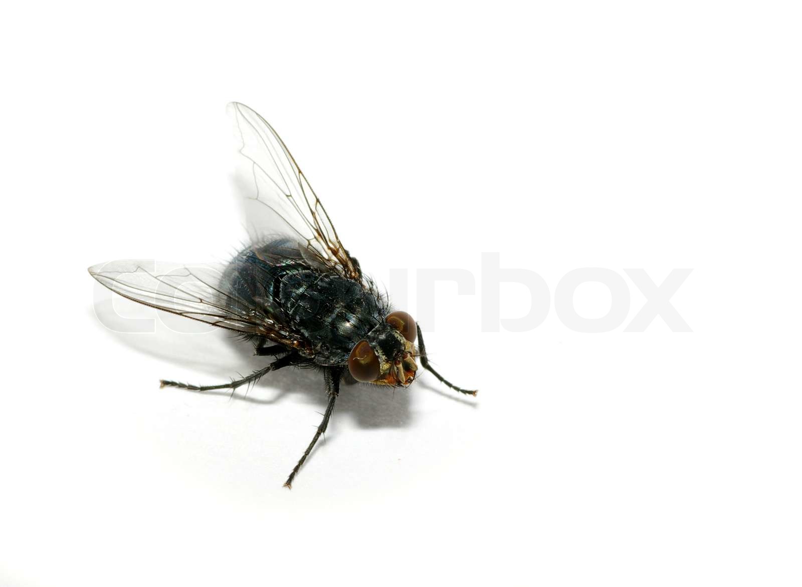 fliegen | Stock Bild | Colourbox