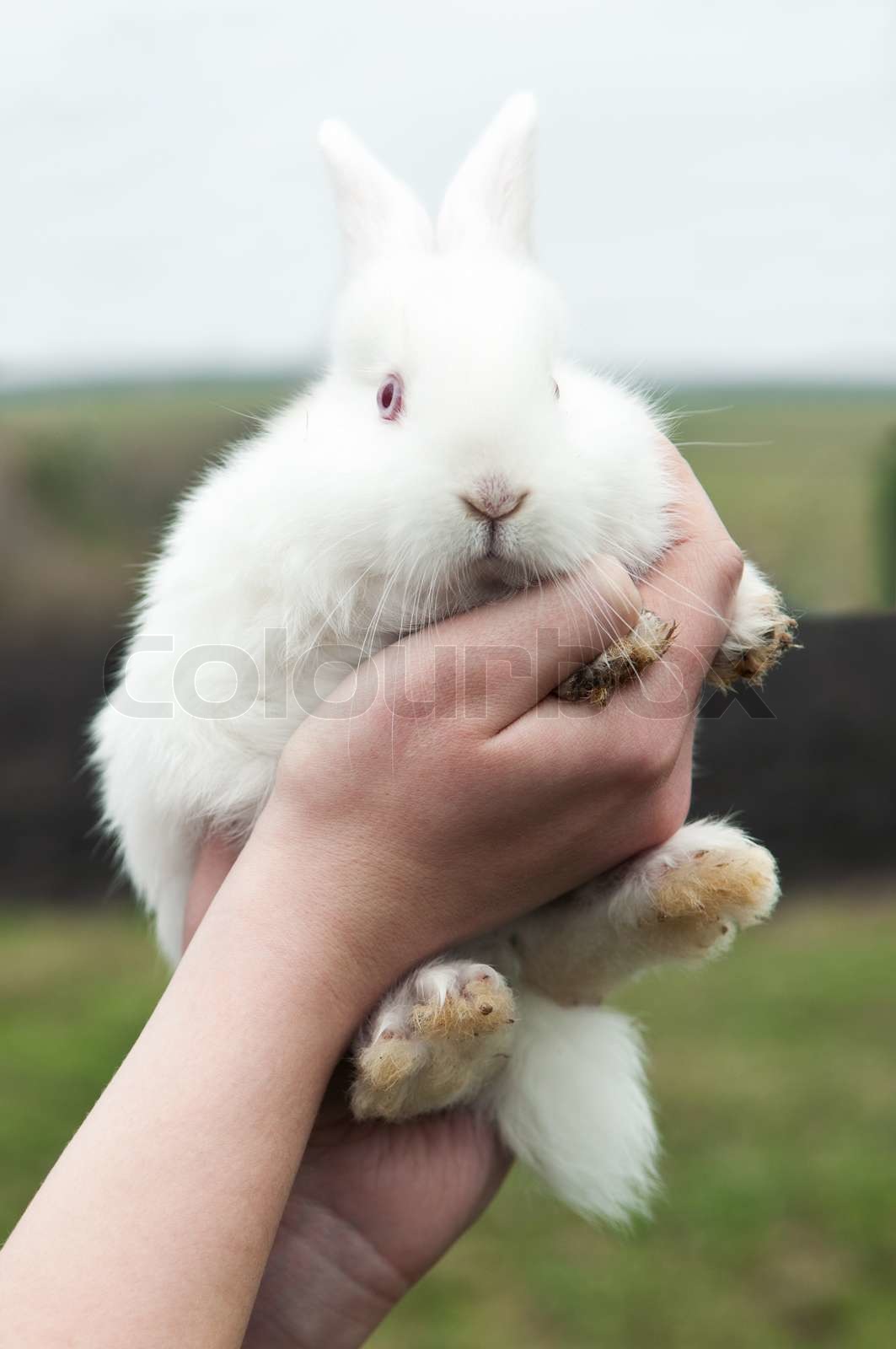 woman hold white rabbit on farm | Stock image | Colourbox