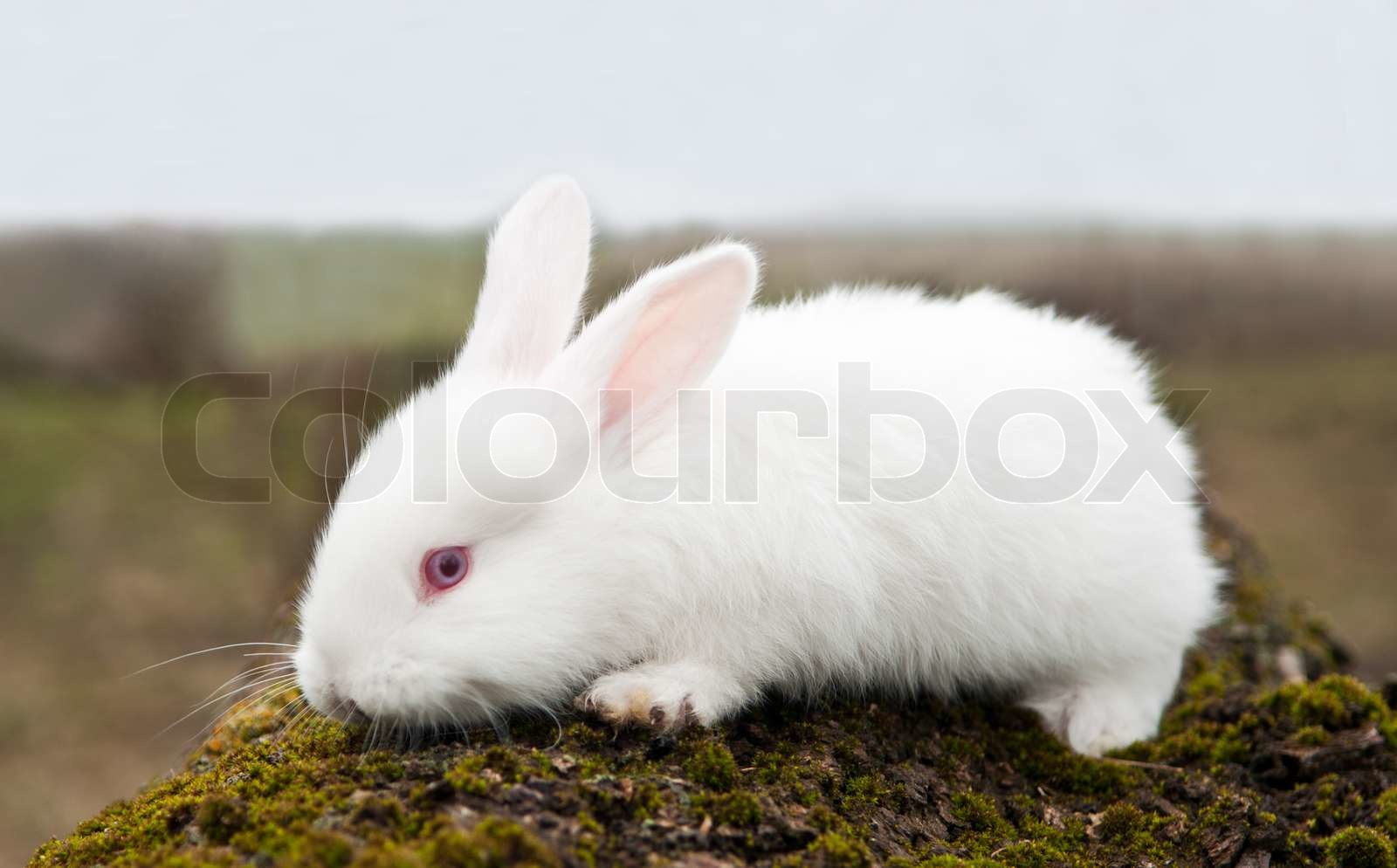 little white rabbit | Stock image | Colourbox