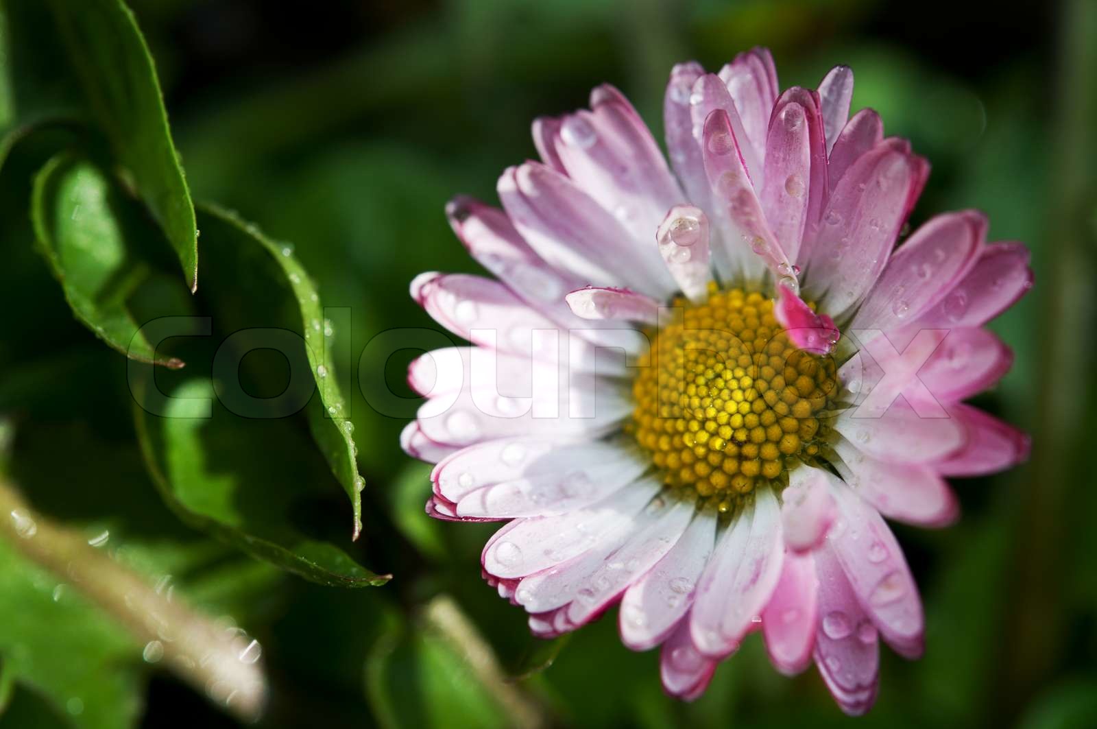 closeup of spring flower | Stock image | Colourbox