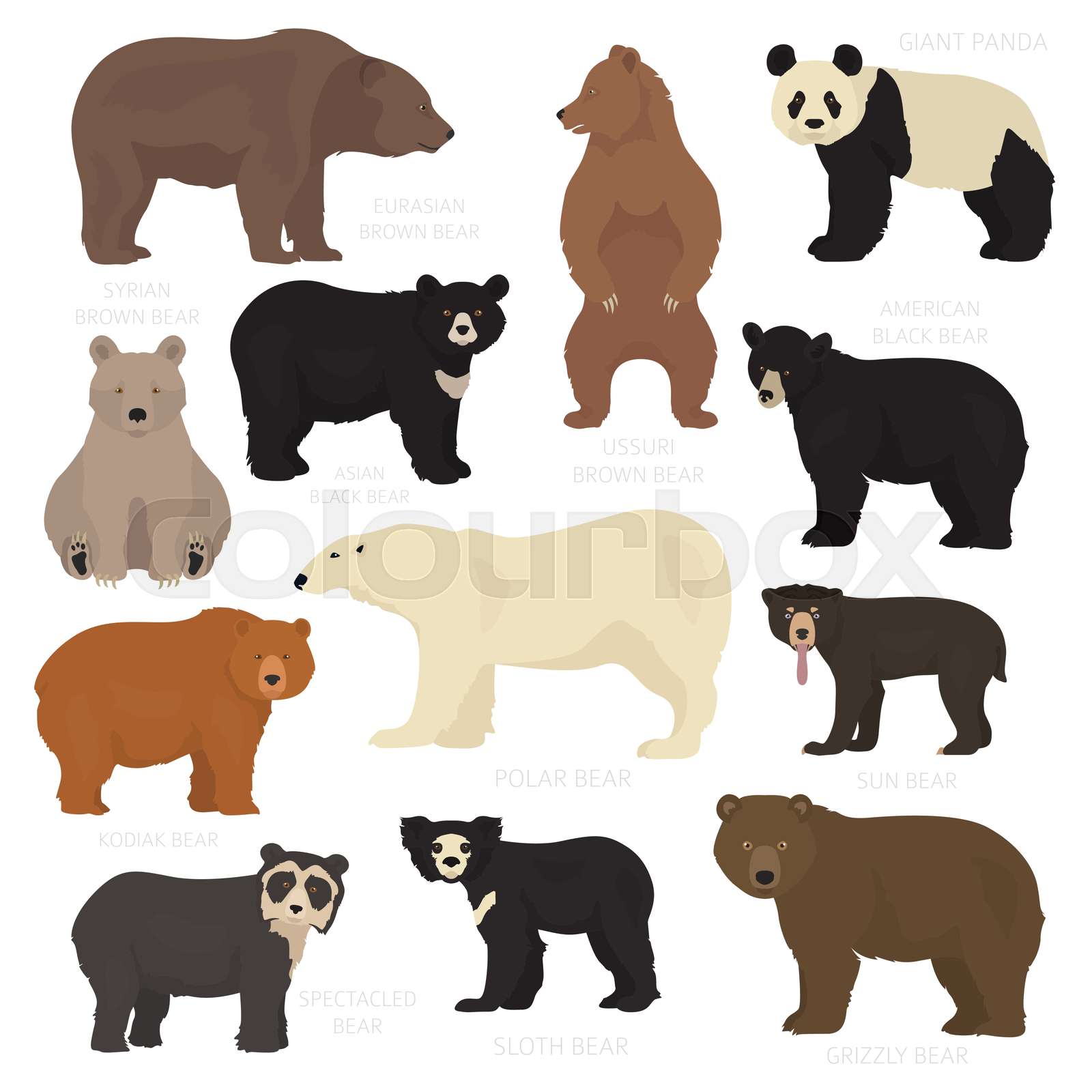 All world bear species in one set. Bears collection. Vector ...