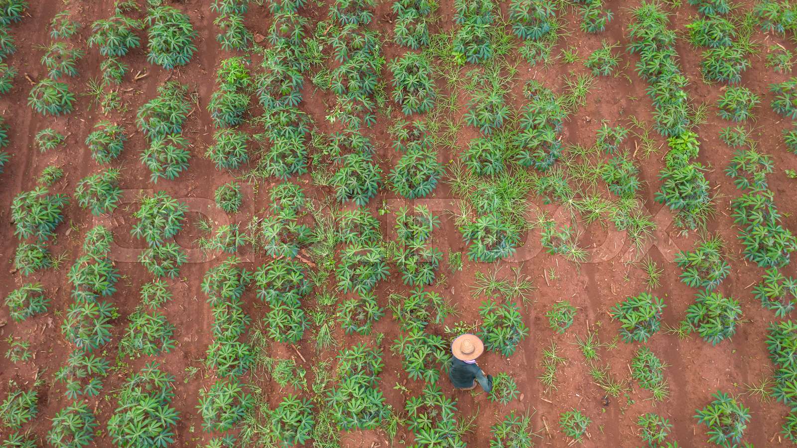 Aerial top view of farmers working at farms cassava | Stock image ...
