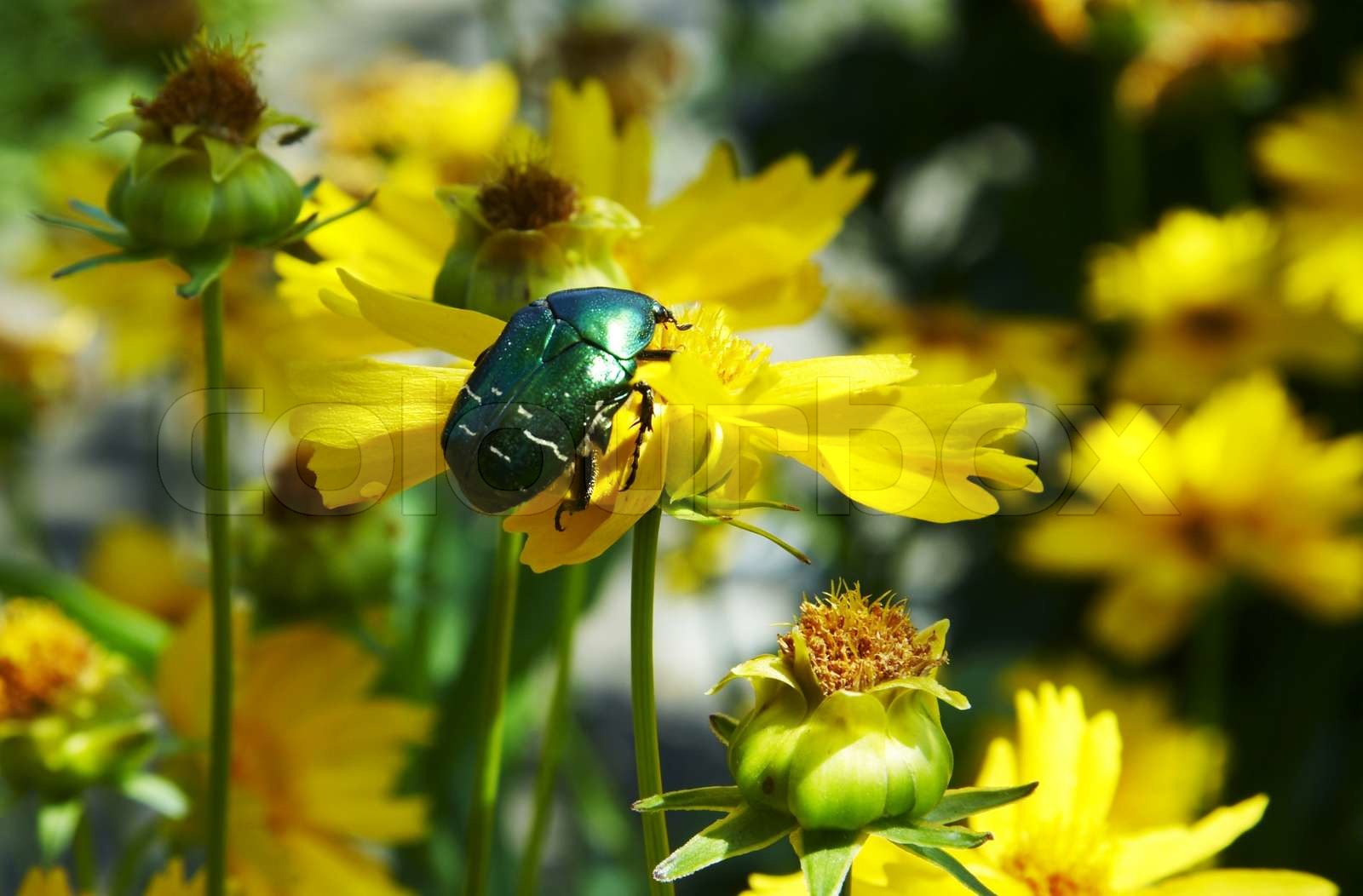 Beetle | Stock image | Colourbox