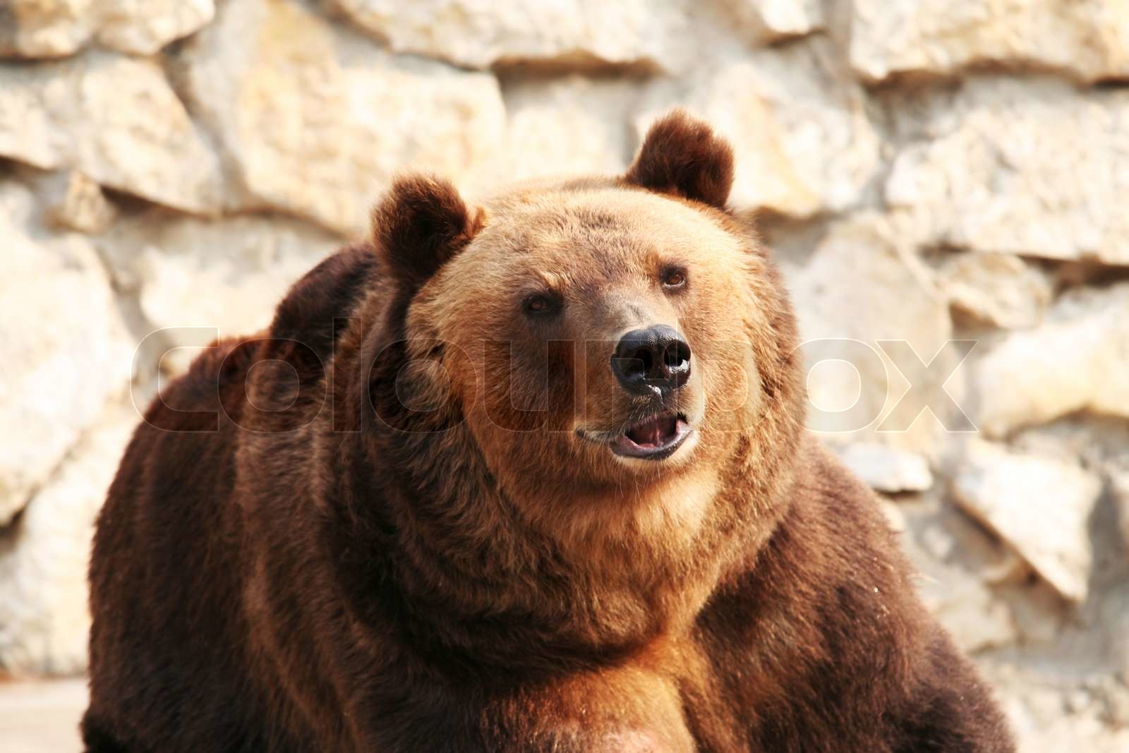 Großer Bär | Stock Bild | Colourbox