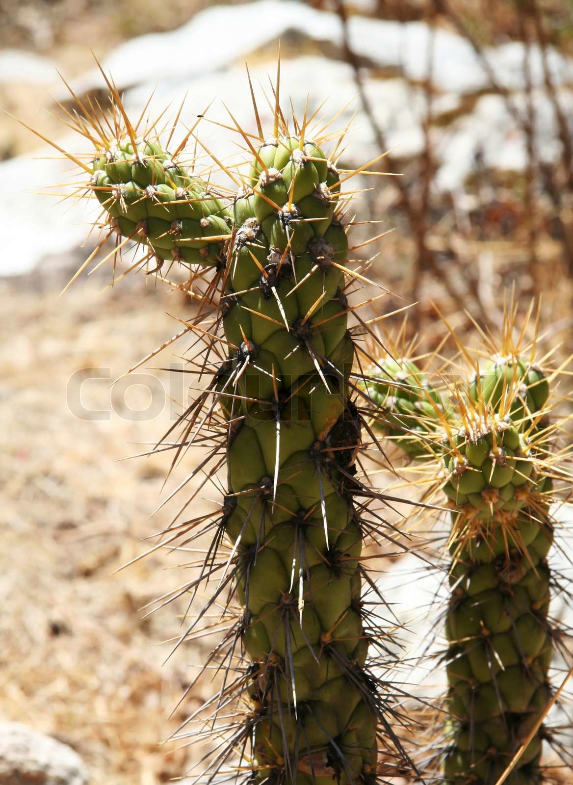 Cactus in America | Stock image | Colourbox