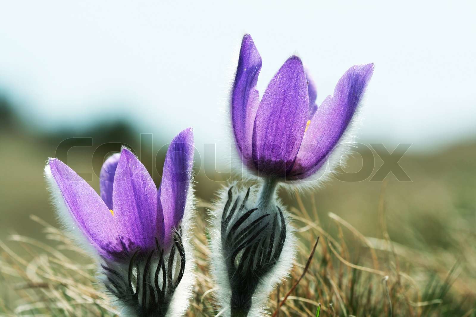 First flower | Stock image | Colourbox