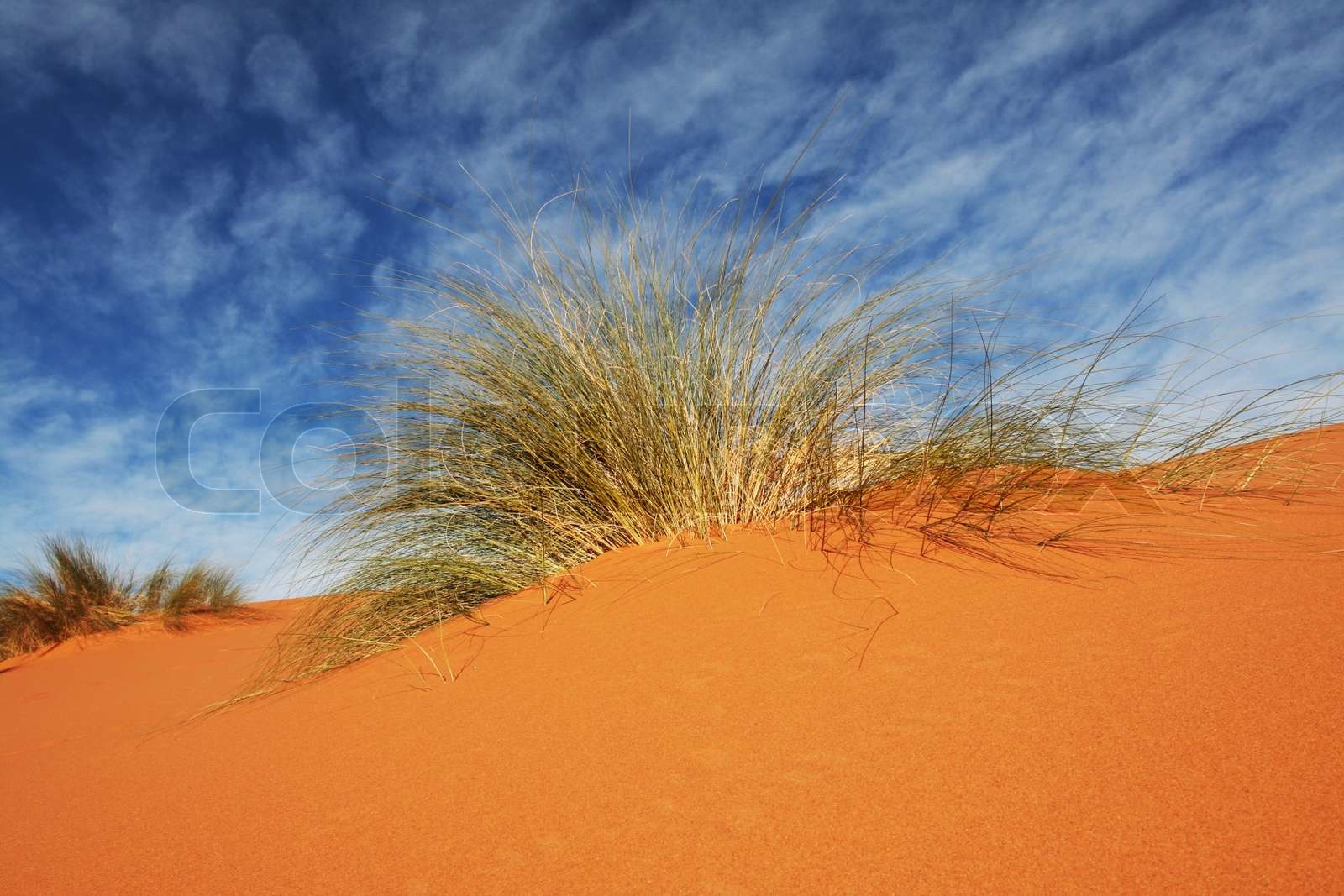 Grass in desert | Stock image | Colourbox