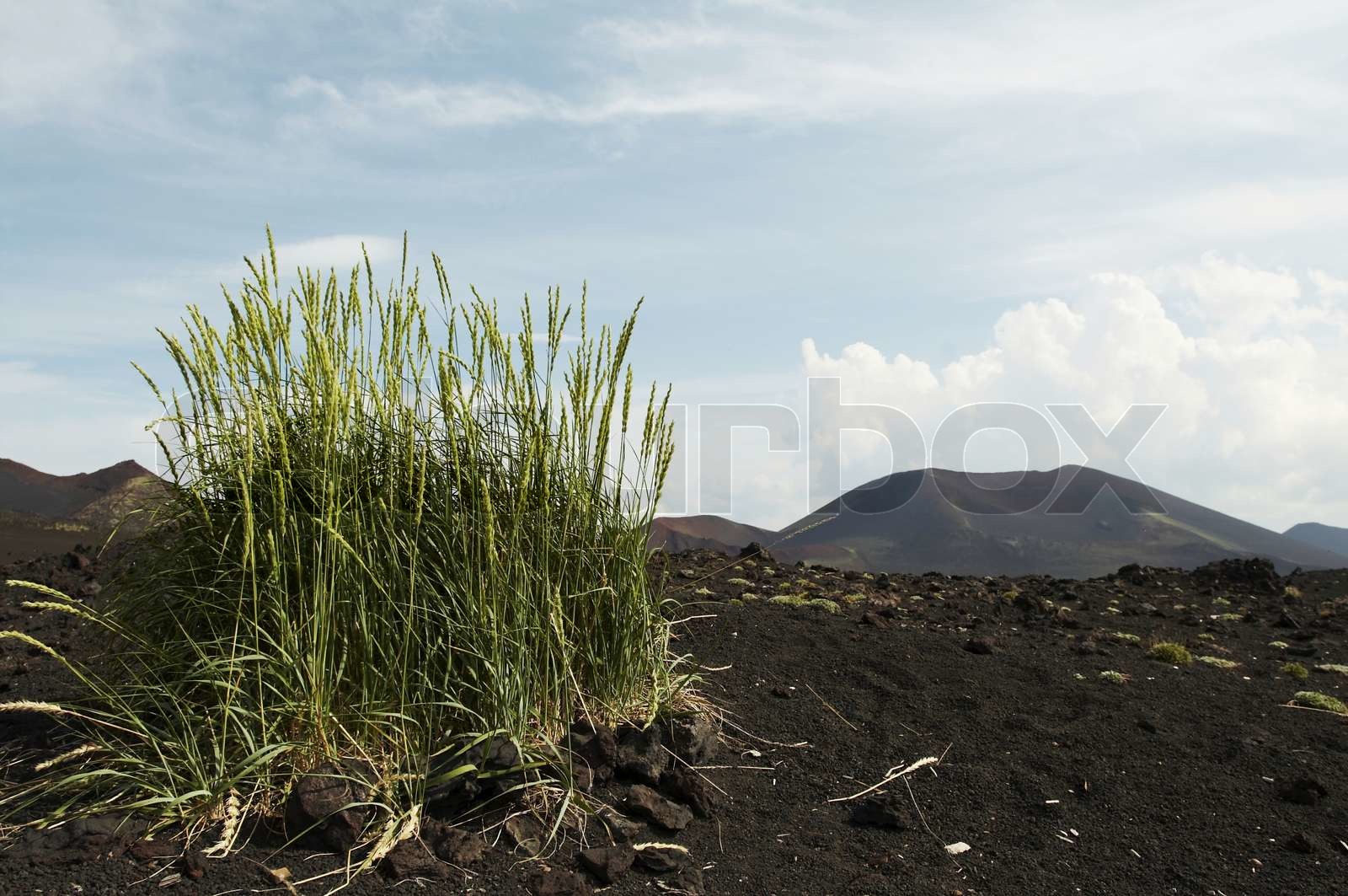 Grass in desert | Stock image | Colourbox