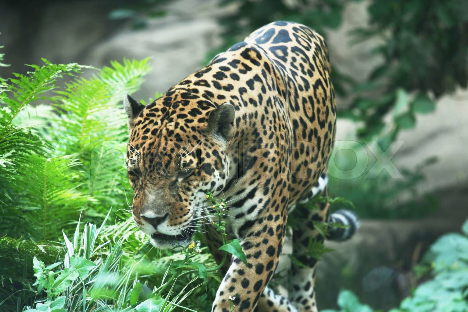 jaguar, dyr, panter | Stock foto | Colourbox