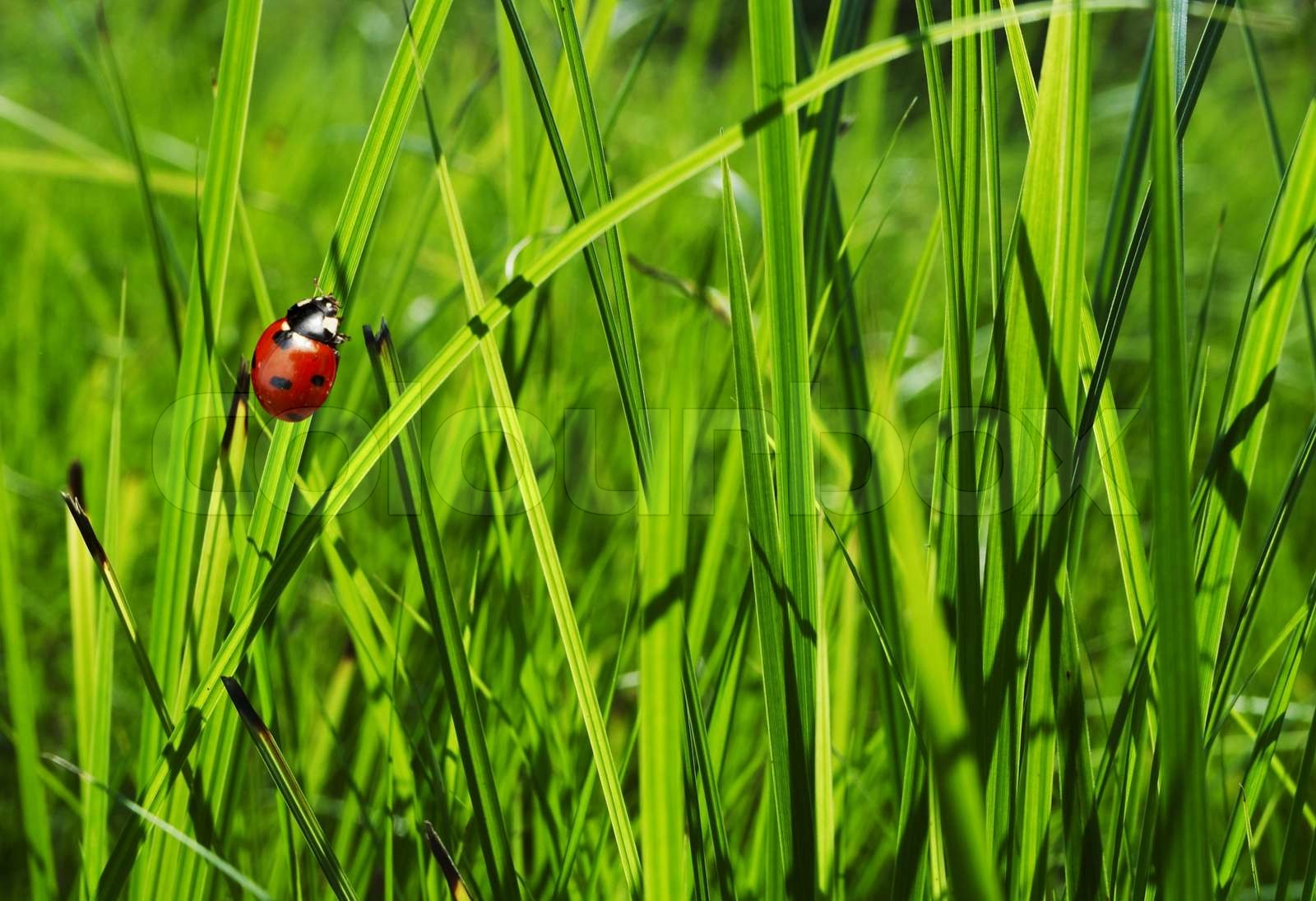 Marienkäfer im Gras | Stock Bild | Colourbox