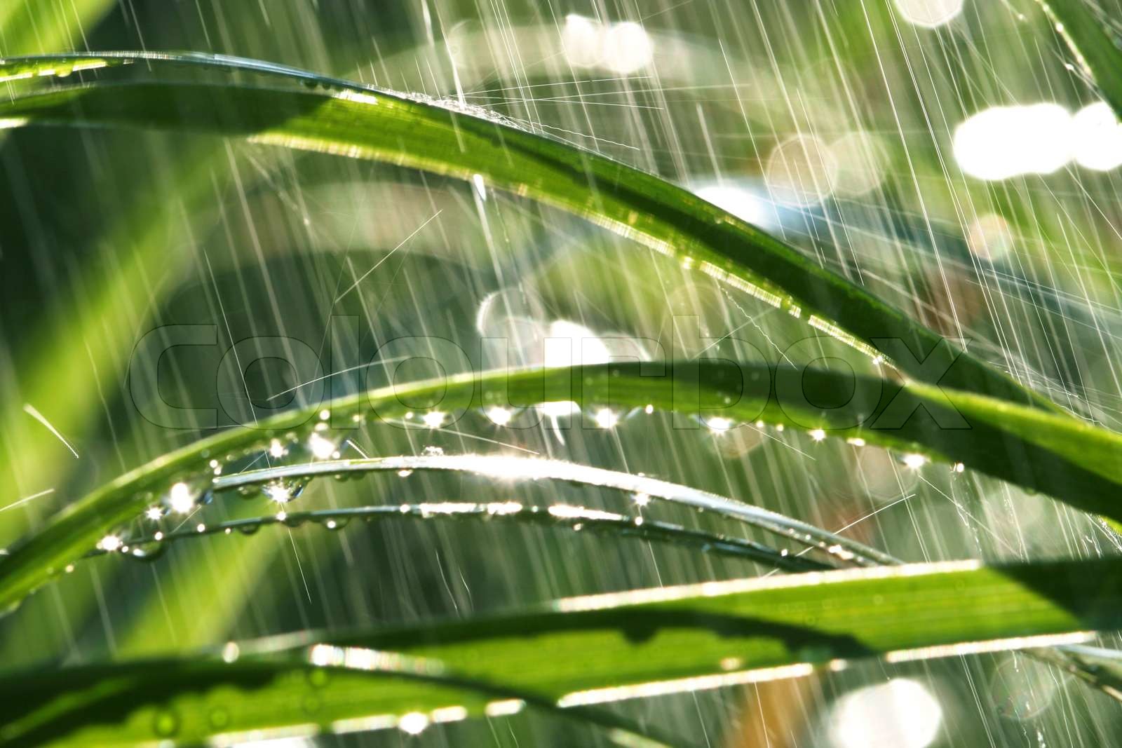 Rain | Stock image | Colourbox