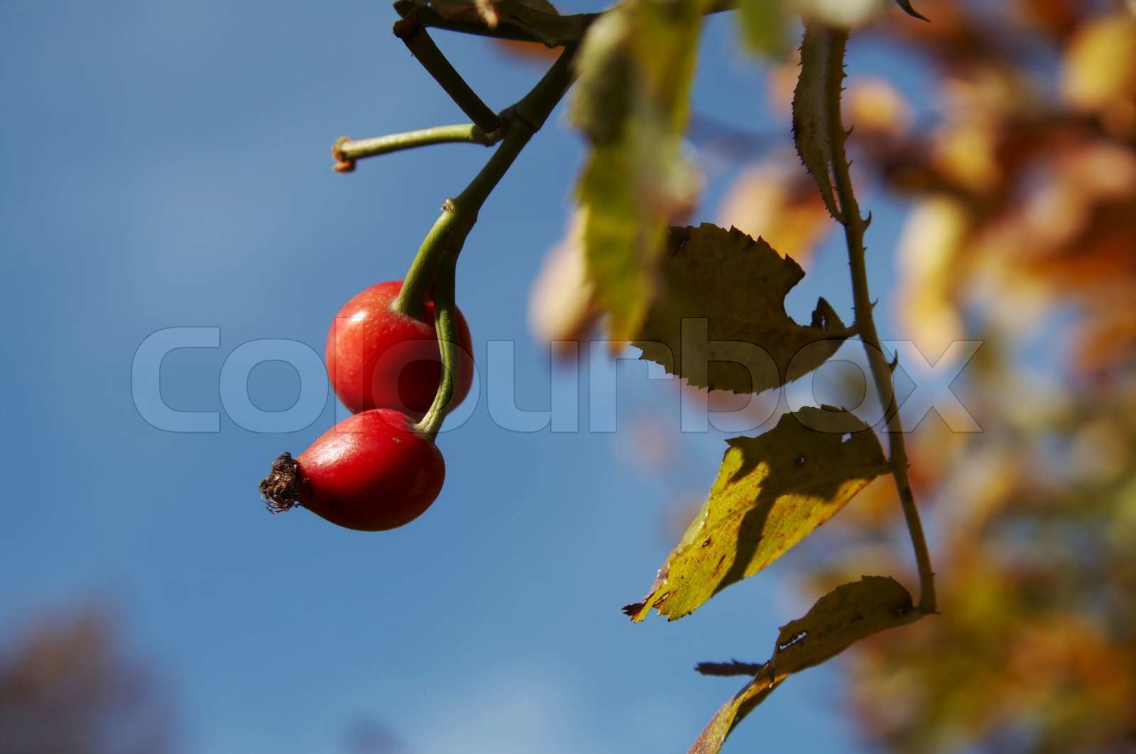 Red brier | Stock image | Colourbox