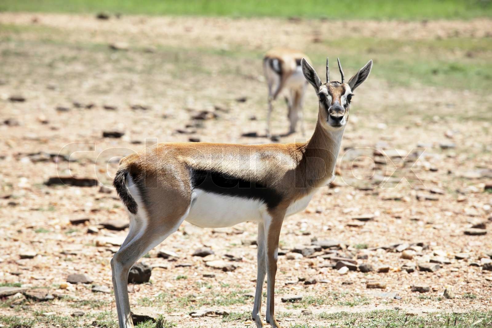 Antelope | Stock image | Colourbox